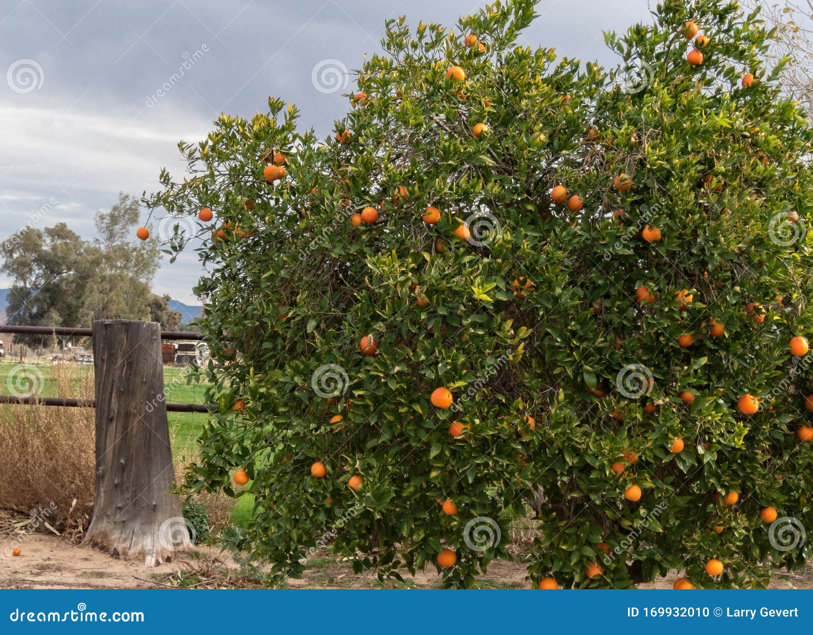 Orange Tree Covered in Fruit Stock Photo - Image of historic ...
