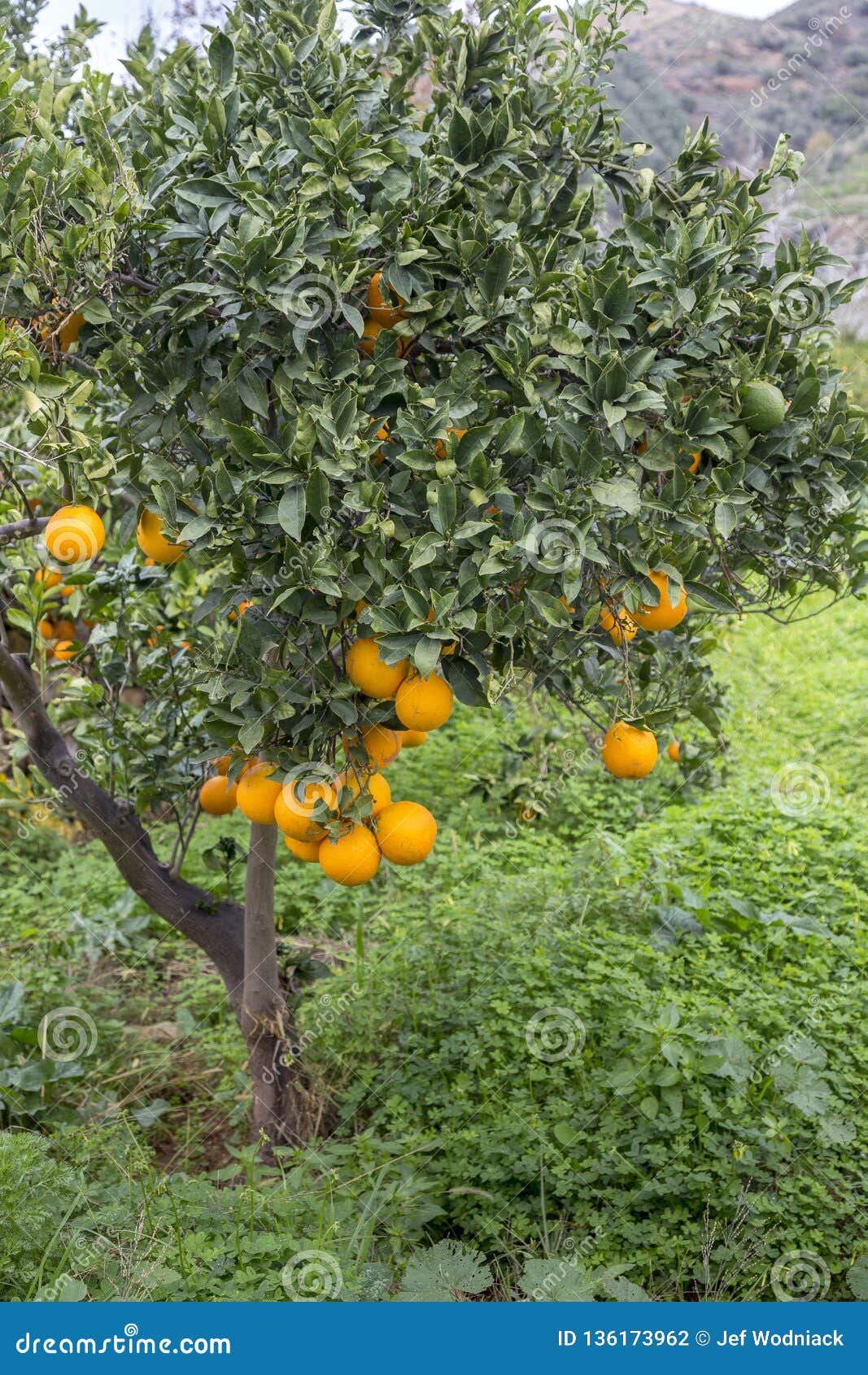Orange tree in Crete stock photo. Image of nature, juicy - 136173962