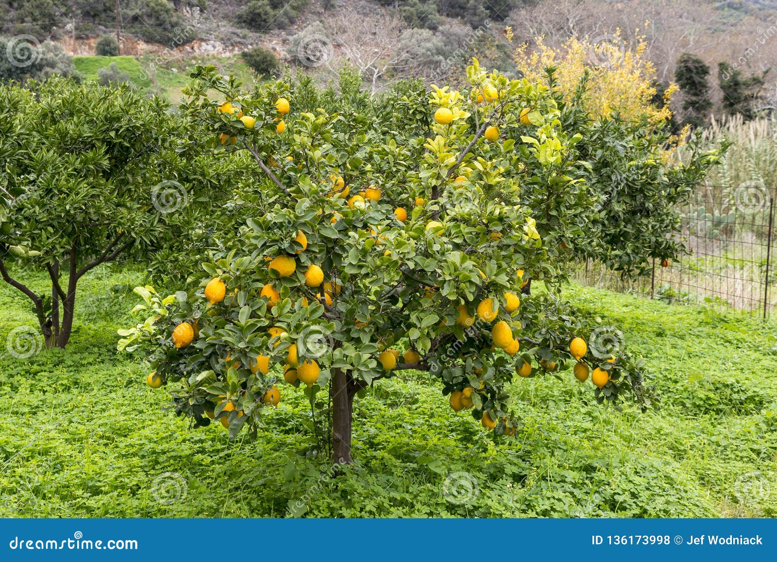 Orange tree in Crete stock photo. Image of summer, greece - 136173998