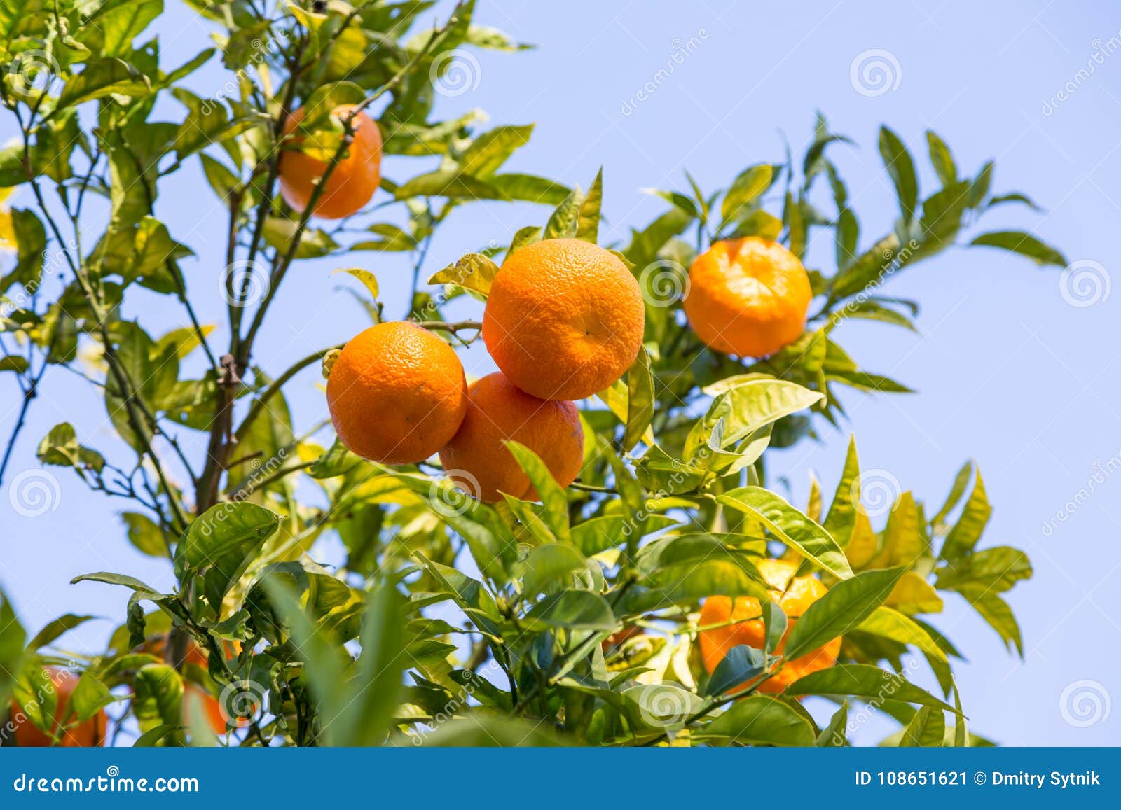 Orange Tree in Day Sunlight Stock Image - Image of farm, tropical ...