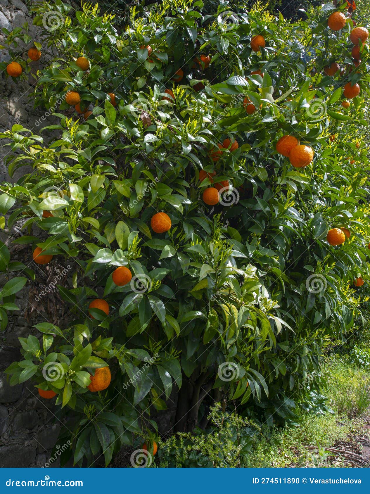 An Orange Tree in the Detail (Bitter Orange, Sour Orange - Bigarade ...
