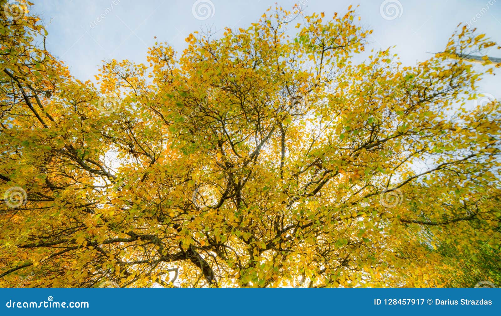 Orange Tree in Fall, Big Tree with Many Branches Stock Image - Image of ...