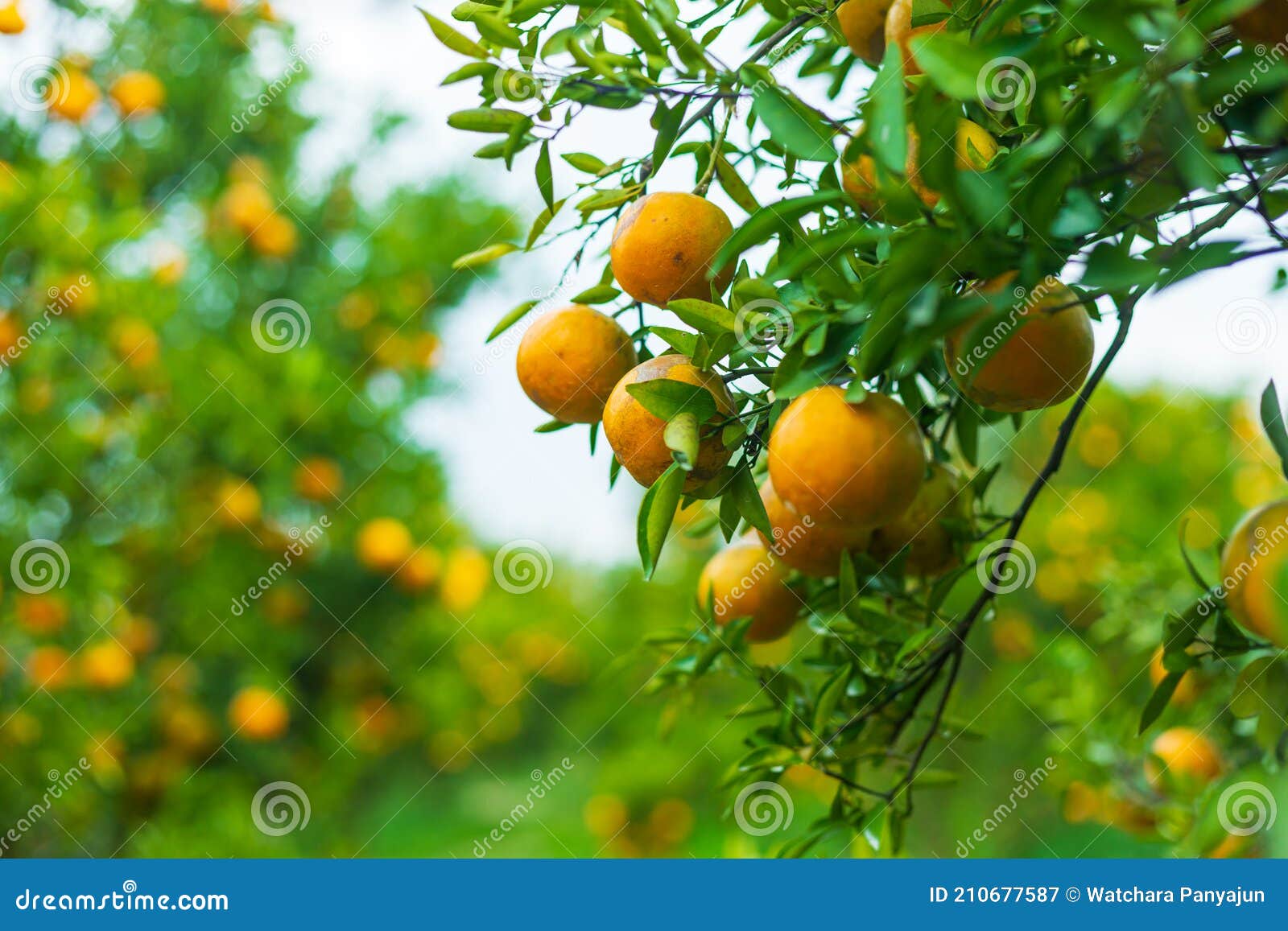 Orange tree in orange farm stock image. Image of nature - 210677587