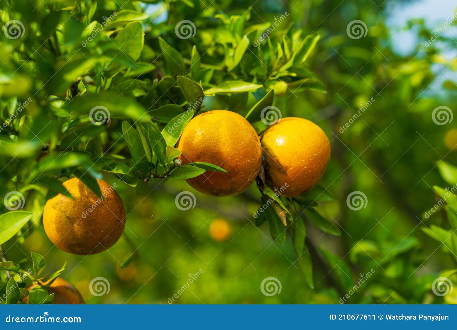 Orange tree in orange farm stock image. Image of organic - 210677611