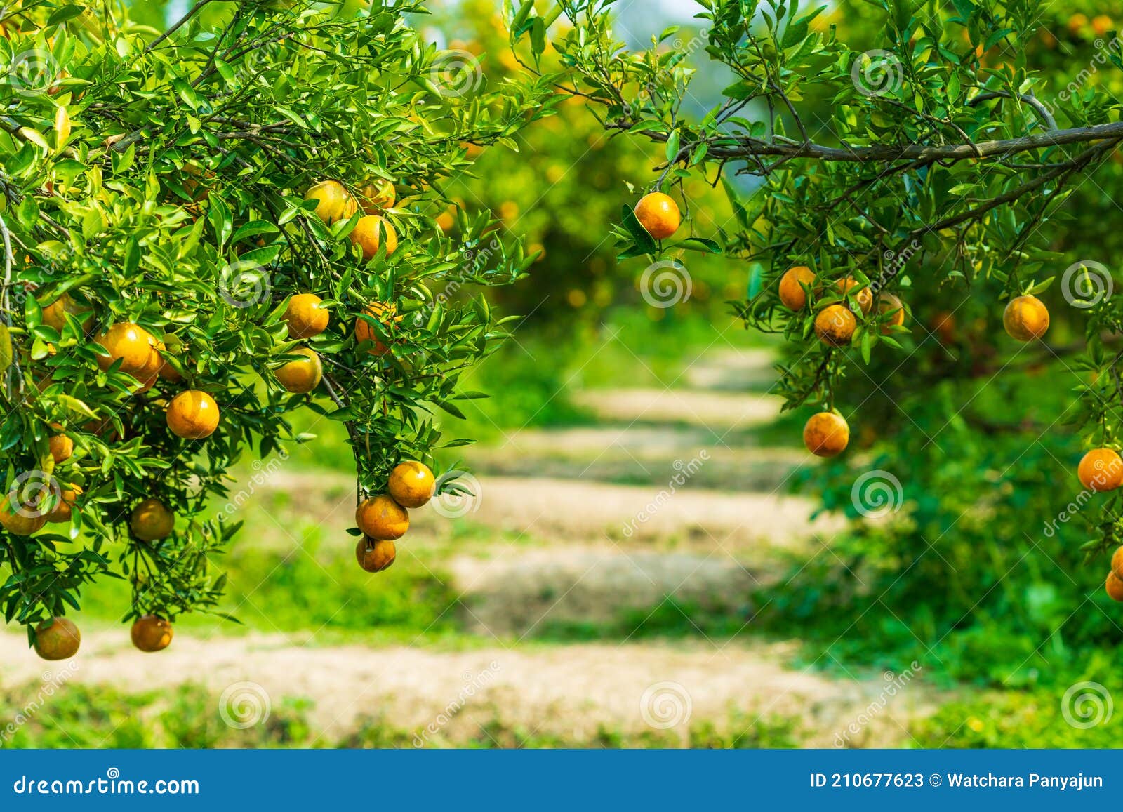 Orange tree in orange farm stock image. Image of orange - 210677623