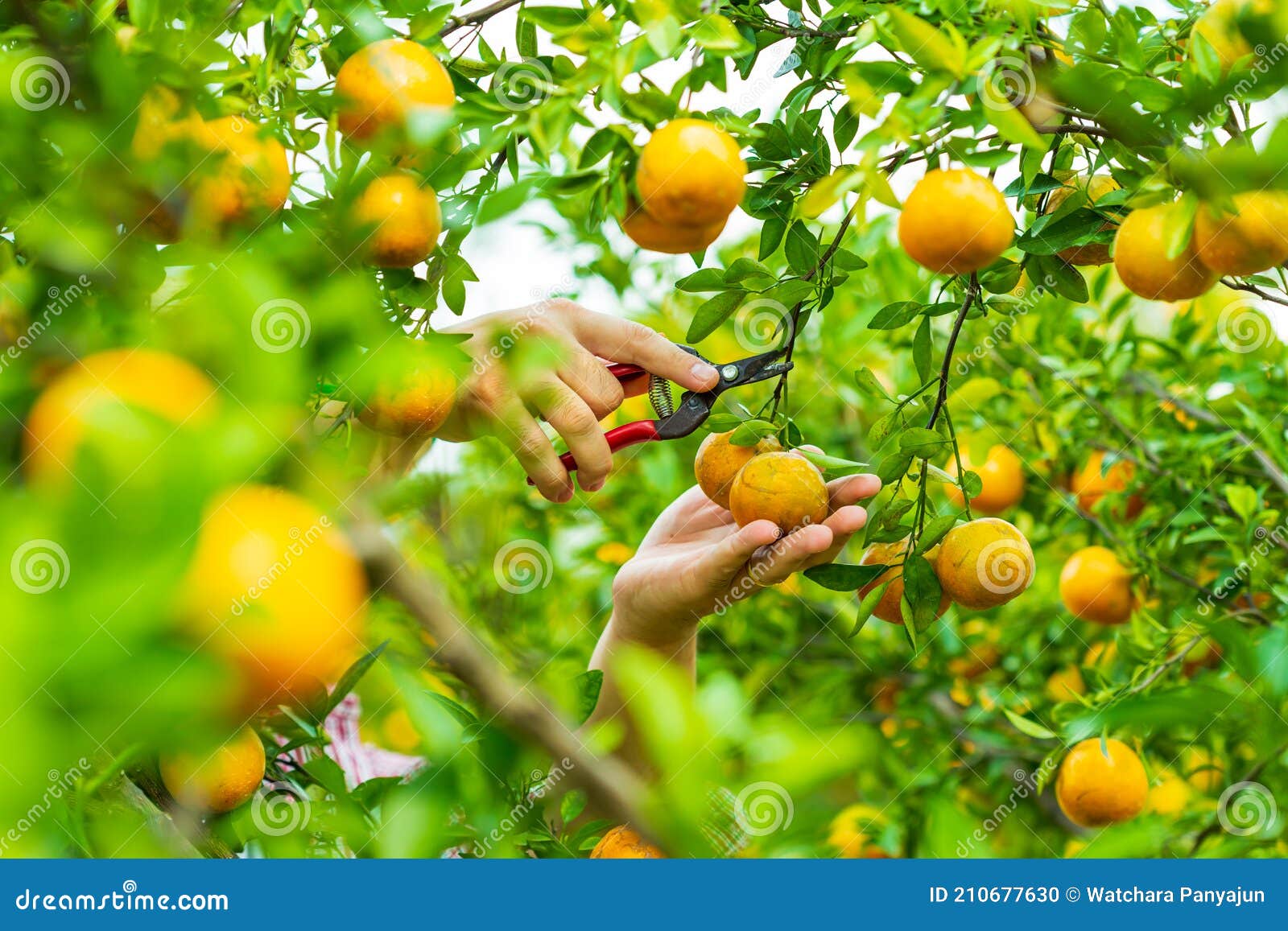 Orange tree in orange farm stock photo. Image of fruit - 210677630
