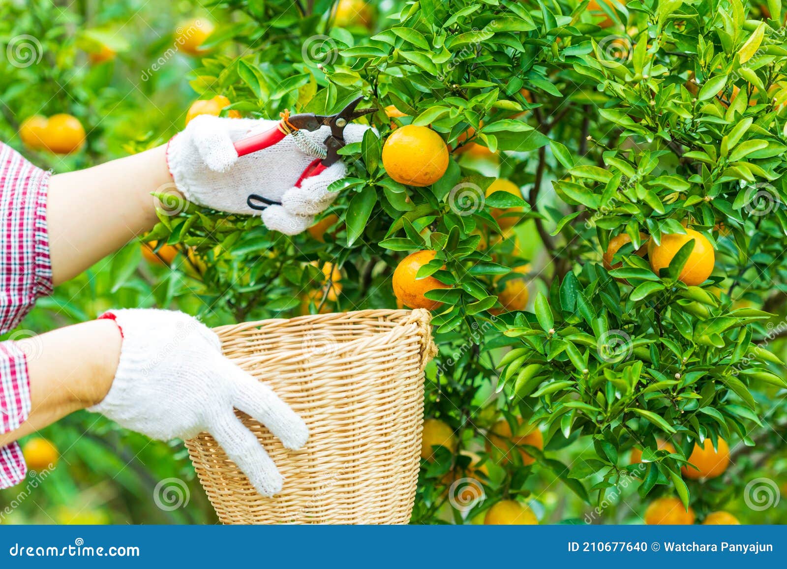 Orange tree in orange farm stock photo. Image of mediterranean - 210677640