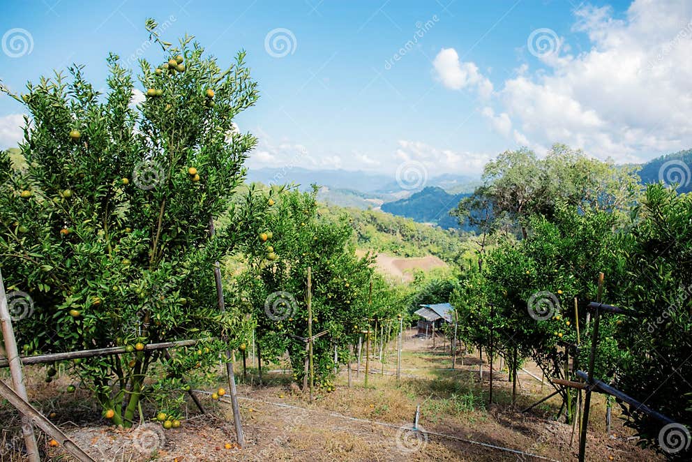 Orange tree in farm stock image. Image of citrus, asian - 146806361