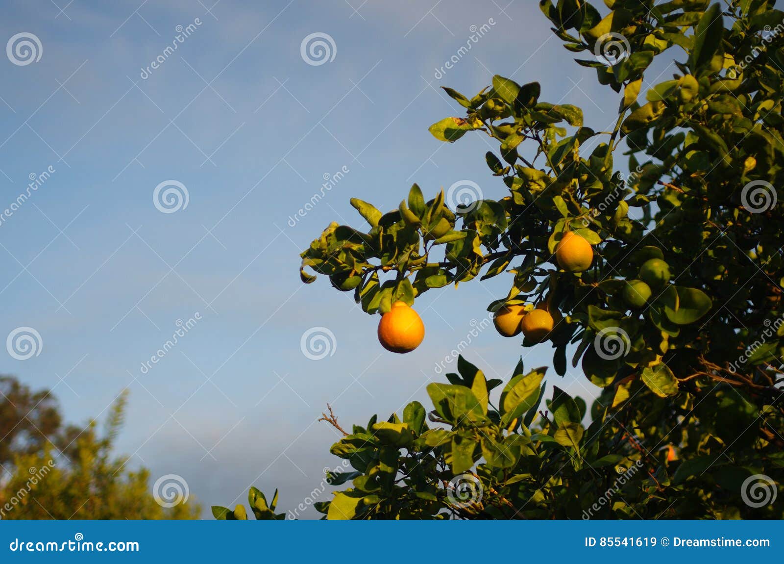 Orange tree farm stock image. Image of valley, tree, plantation - 85541619