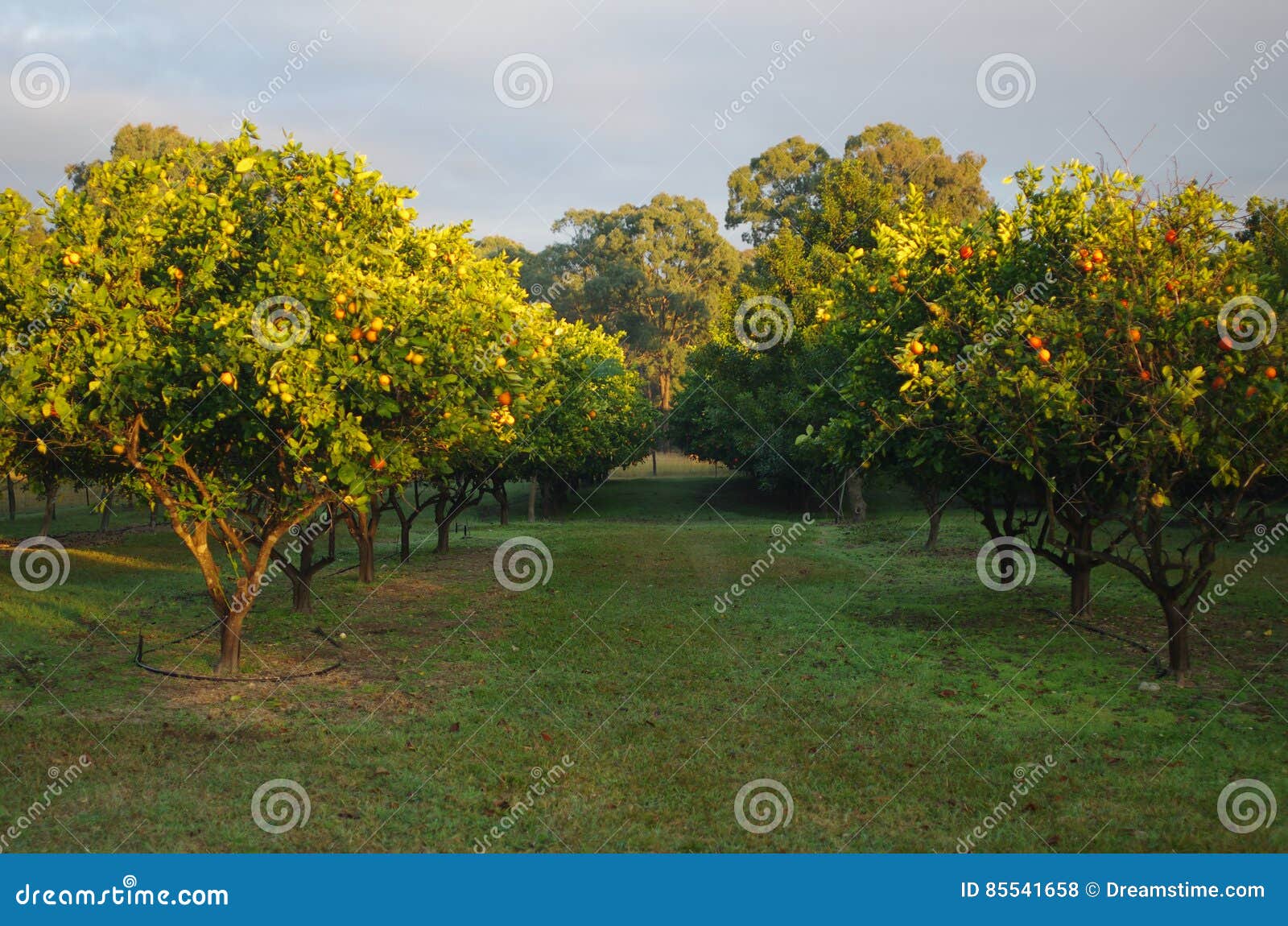 Orange tree farm stock photo. Image of farm, nature, hunter - 85541658