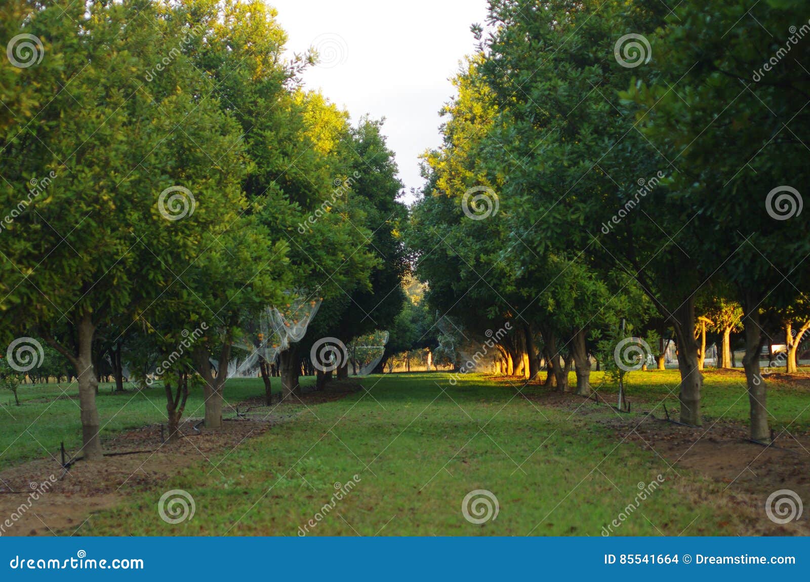 Orange tree farm stock photo. Image of hunter, buetiful - 85541664