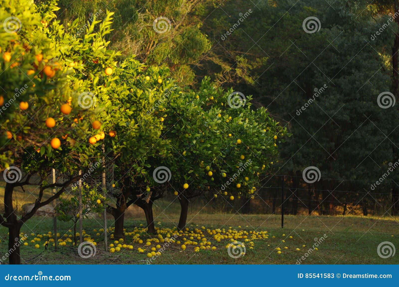 Orange tree farm stock image. Image of lemon, sunrise - 85541583