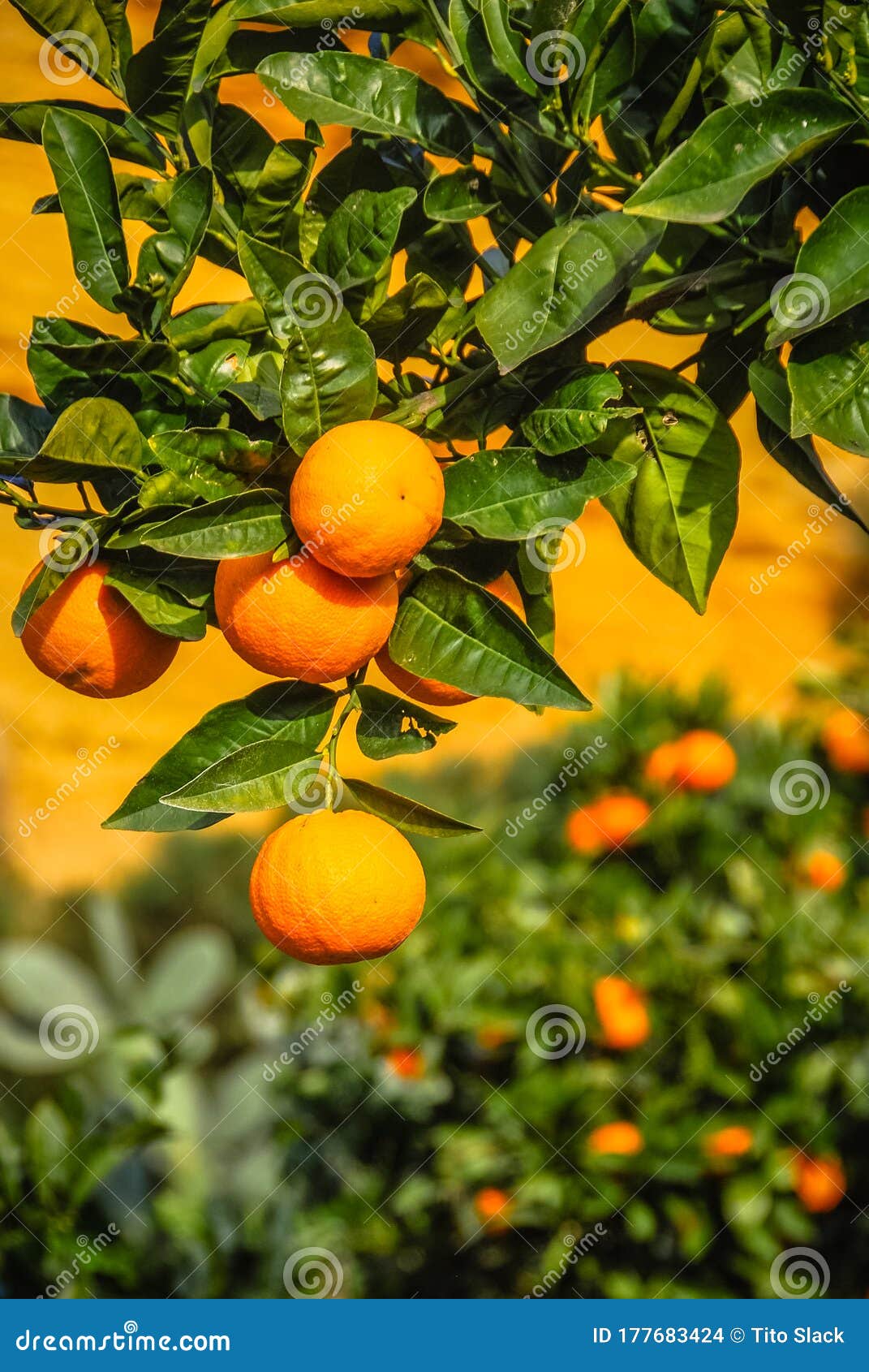 Orange Tree on a Farm in Sicily, Italy Stock Photo - Image of sicily ...