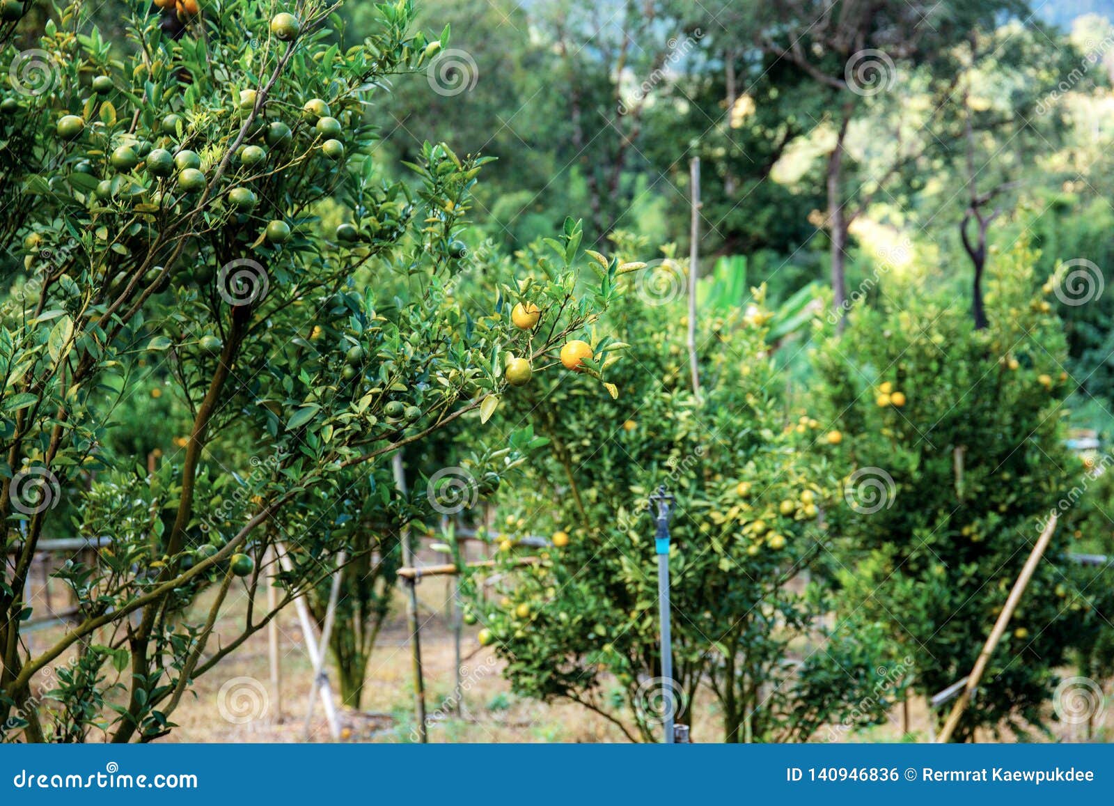 Orange tree in farm stock photo. Image of green, hill - 140946836