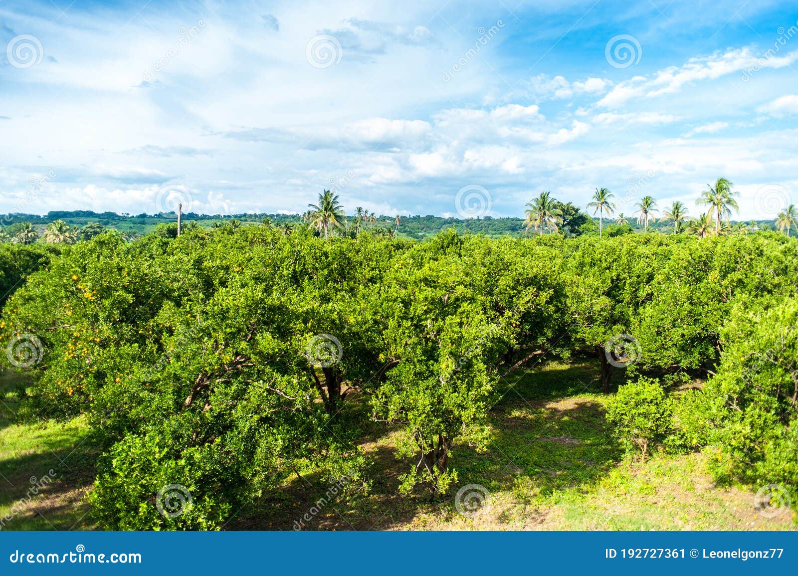 Orange tree fields stock image. Image of grove, environment - 192727361