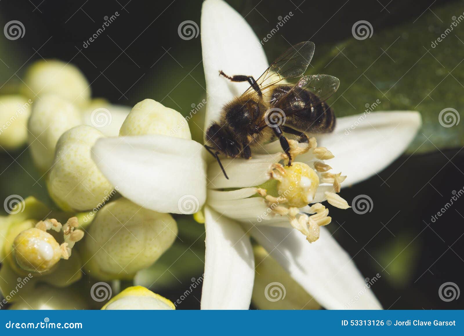 Orange tree flower and bee stock photo. Image of season - 53313126