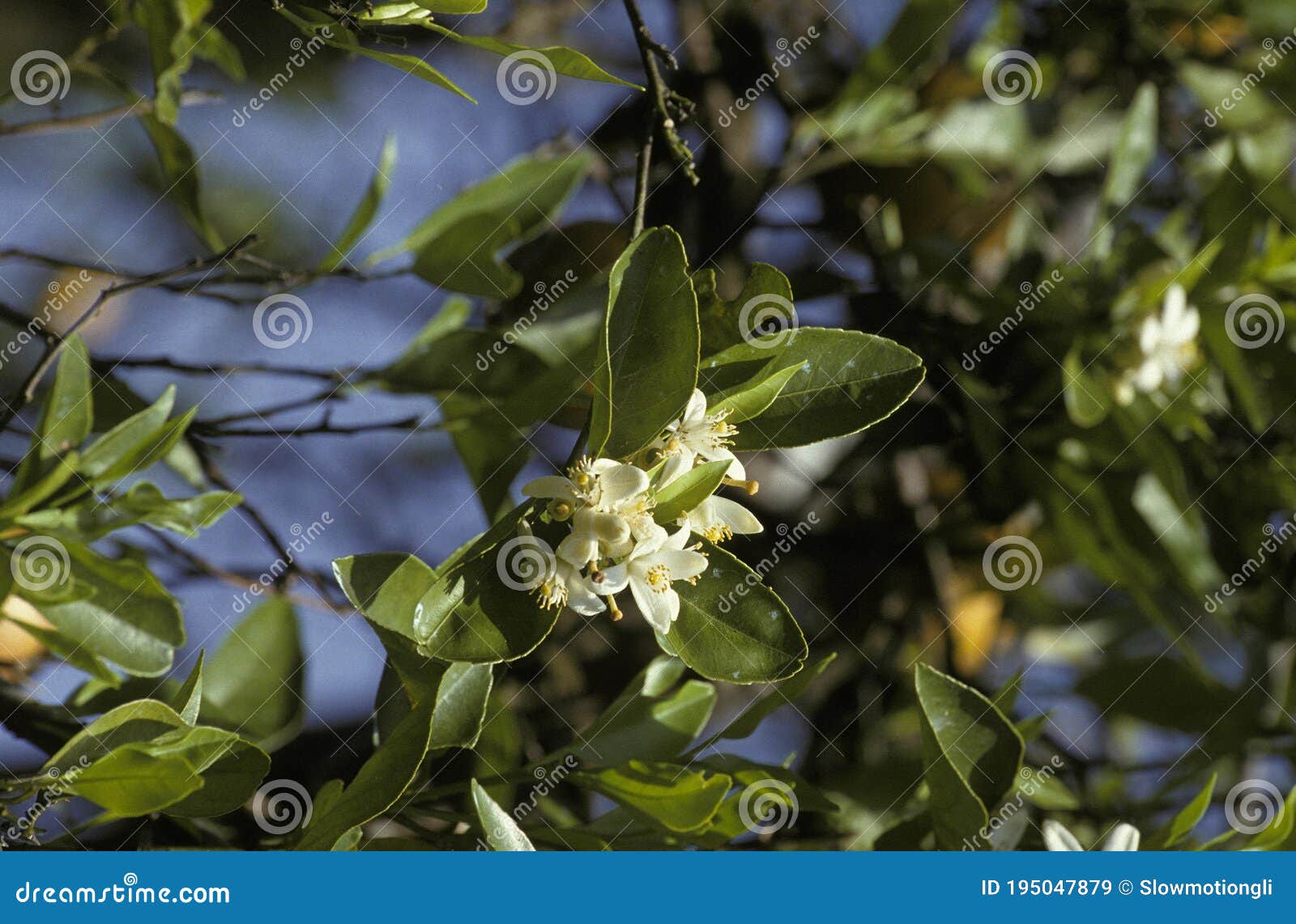 Orange Tree Flower, Florida Stock Image - Image of spring, united ...