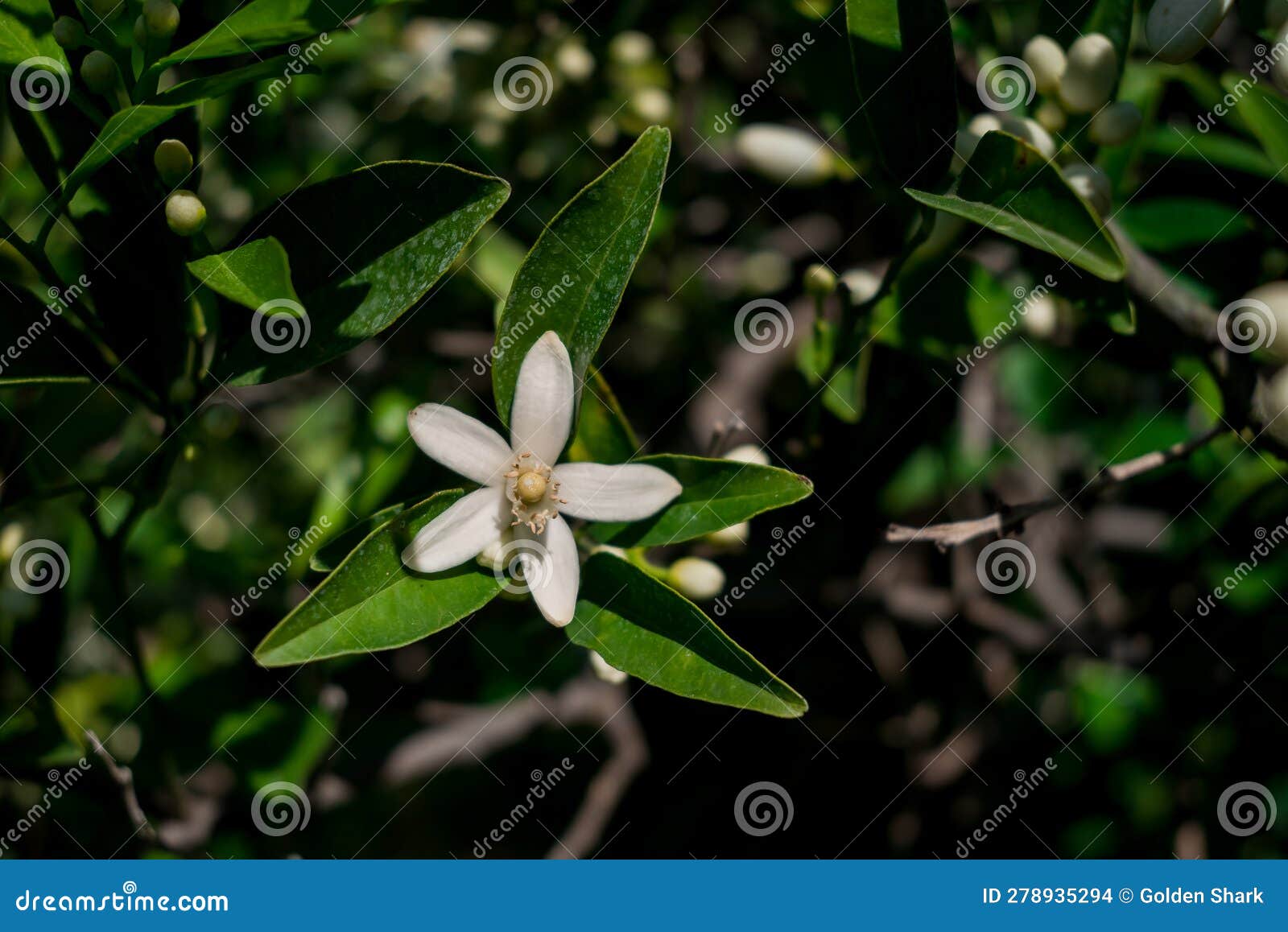 Orange Tree Flower, Known As Azahar, on a Sunlit Branch Stock Photo ...