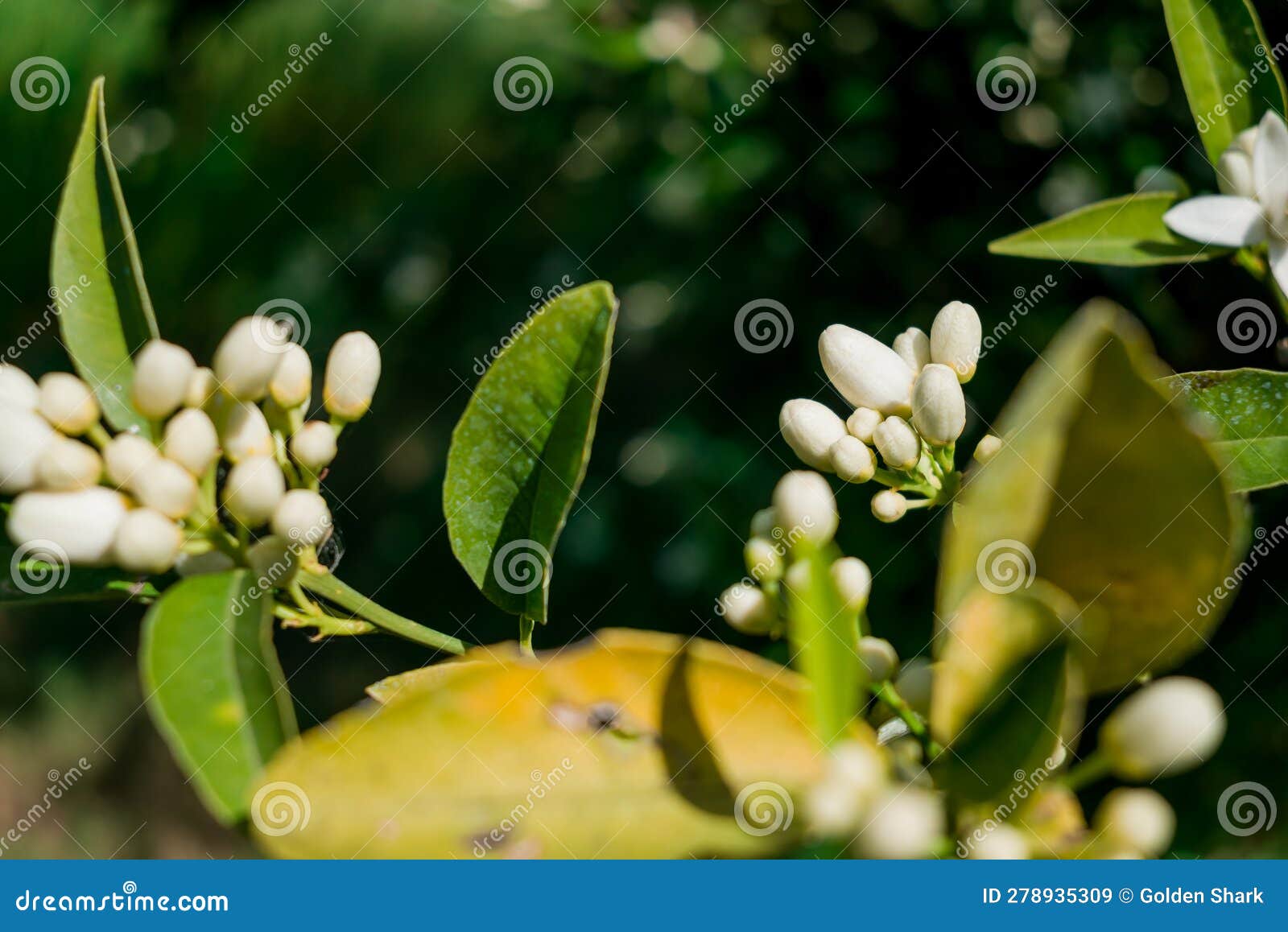Orange Tree Flower, Known As Azahar, on a Sunlit Branch Stock Image ...