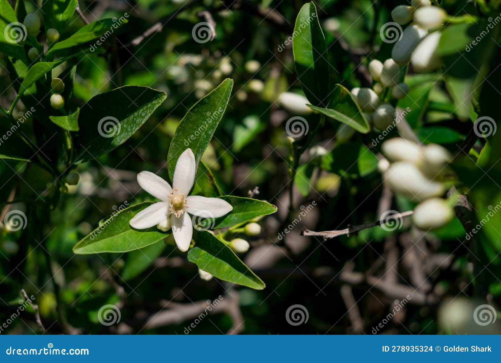 Orange Tree Flower, Known As Azahar, on a Sunlit Branch Stock Photo ...