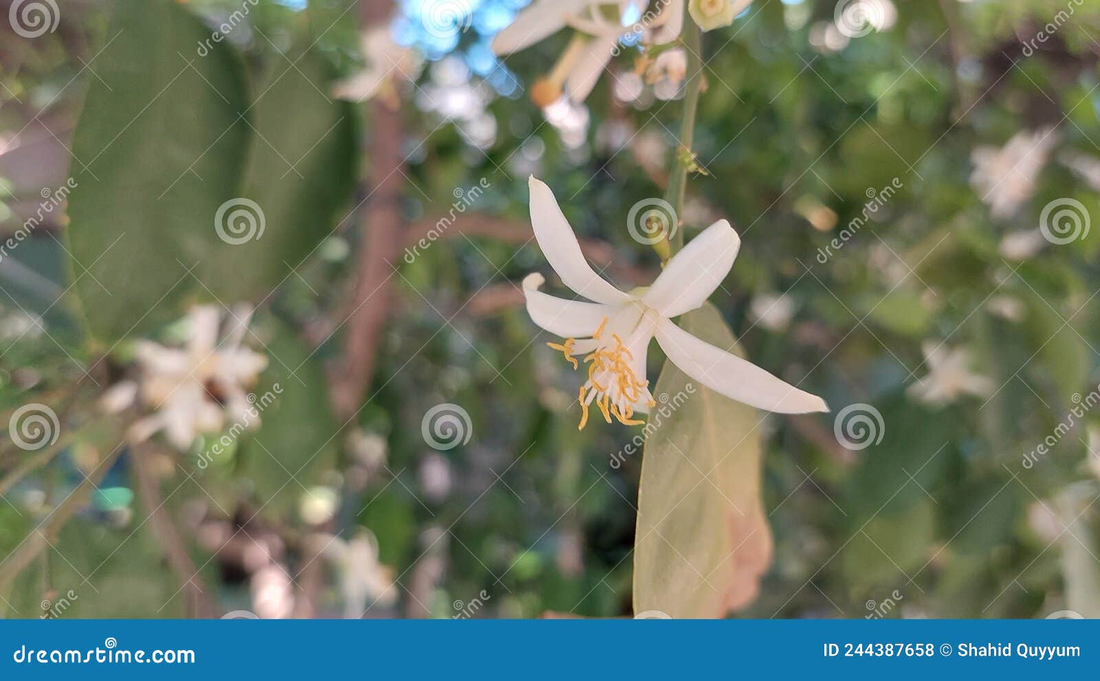 Orange Tree Flower with Pollens Stock Photo - Image of branch, spring ...