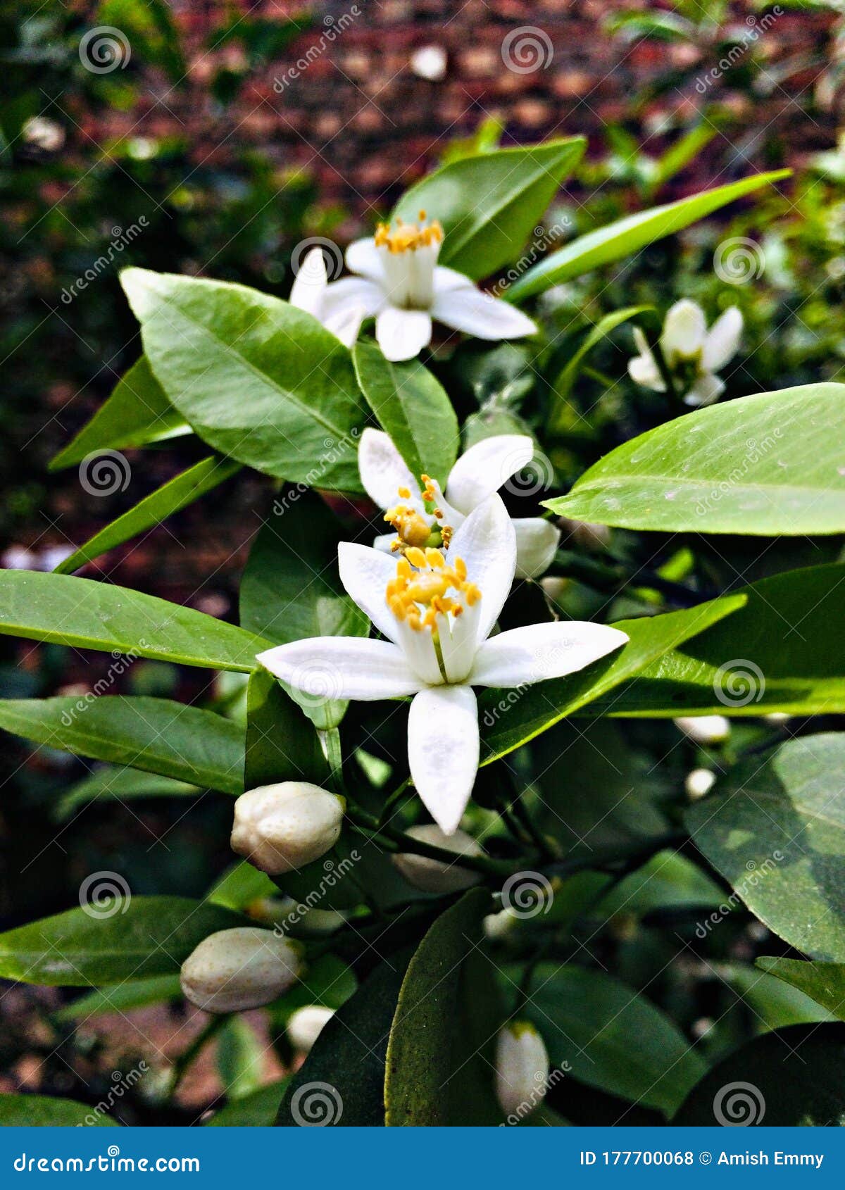 Orange tree flower stock photo. Image of nature, orange - 177700068