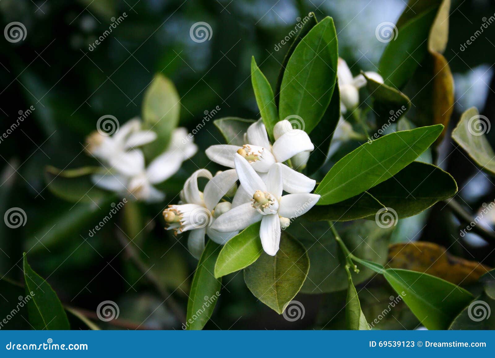Orange tree flowers stock image. Image of leaf, nature - 69539123