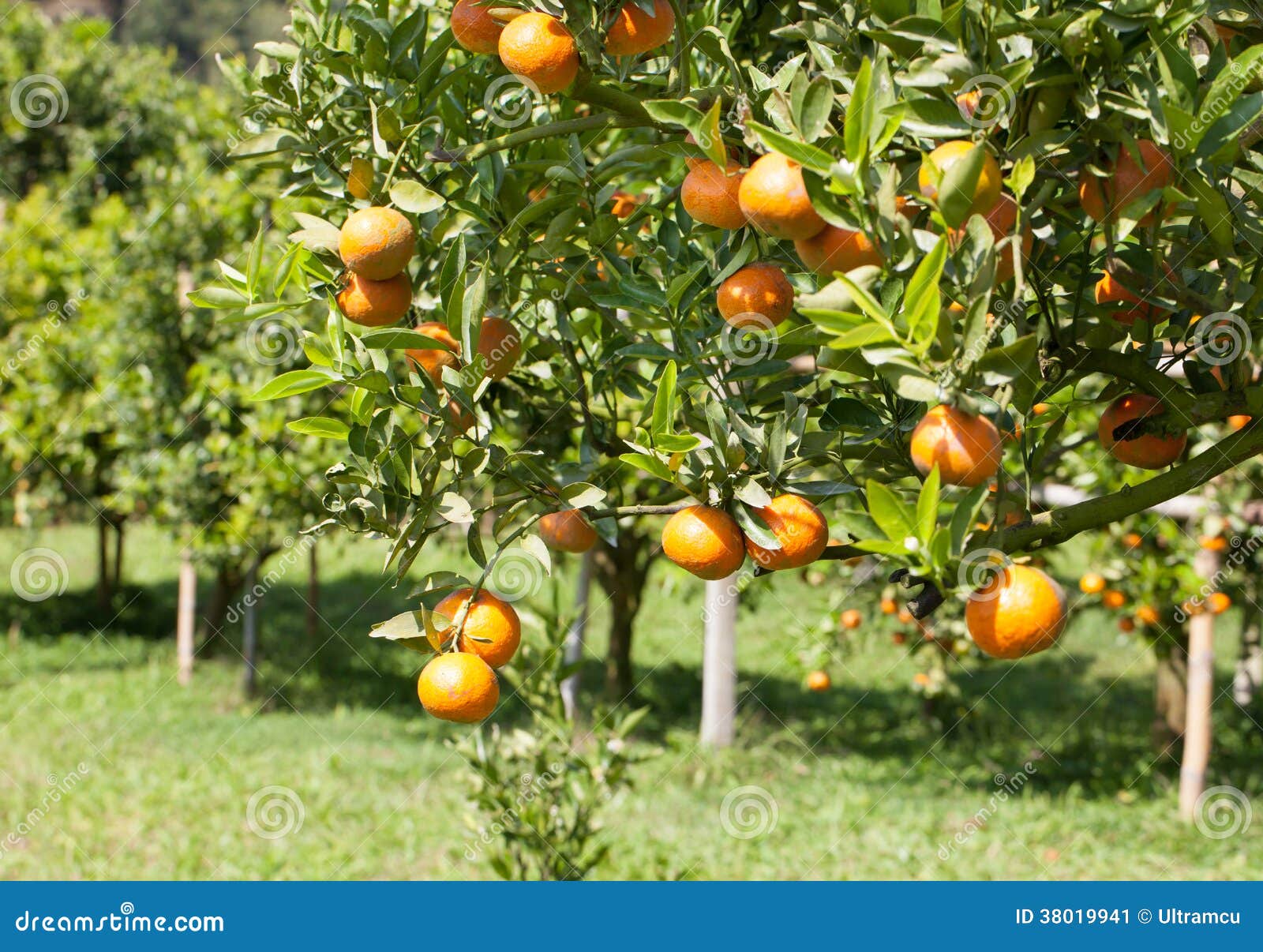 Orange tree stock image. Image of grow, juice, delicious - 38019941