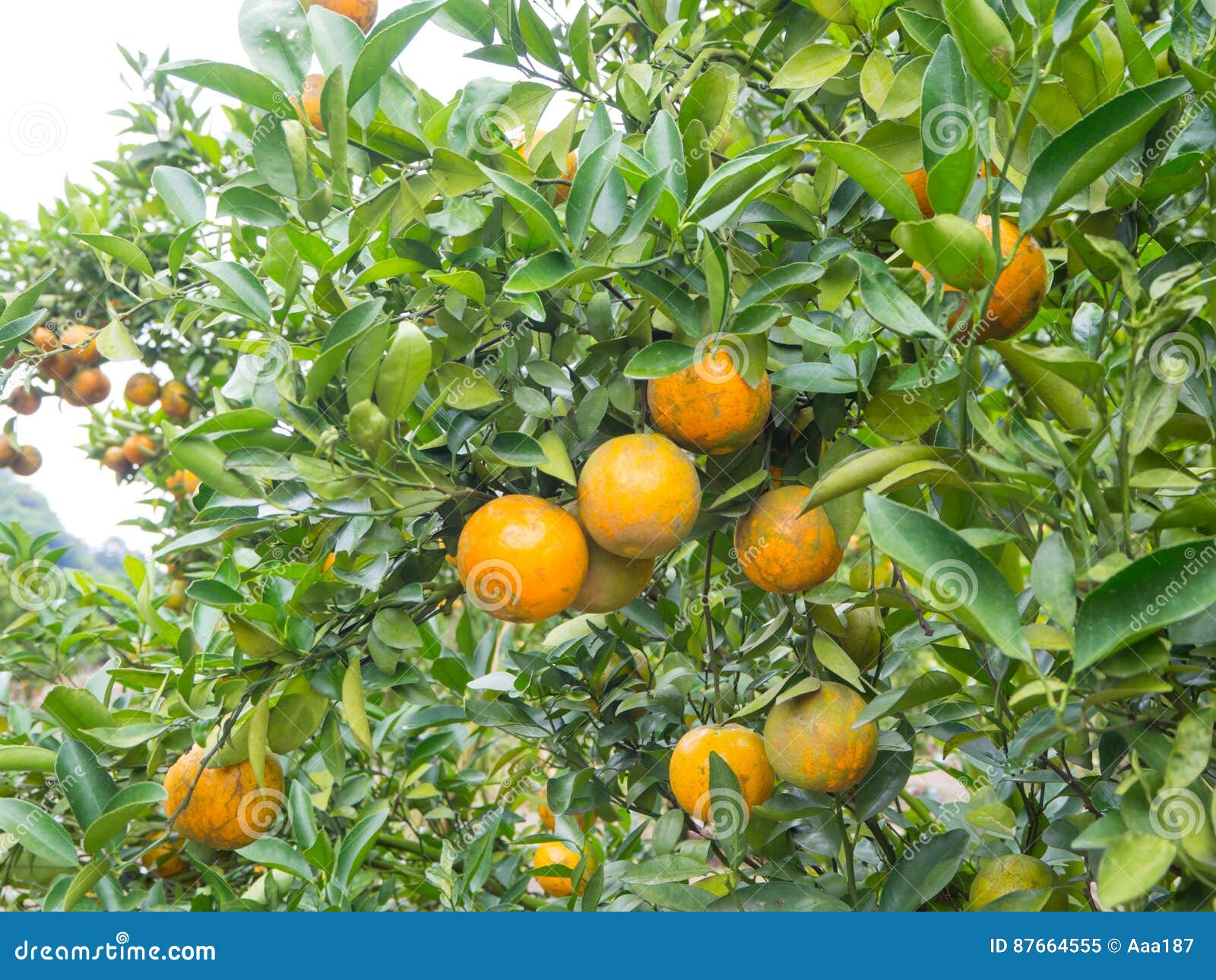 Orange tree stock image. Image of food, orange, rangpur - 87664555