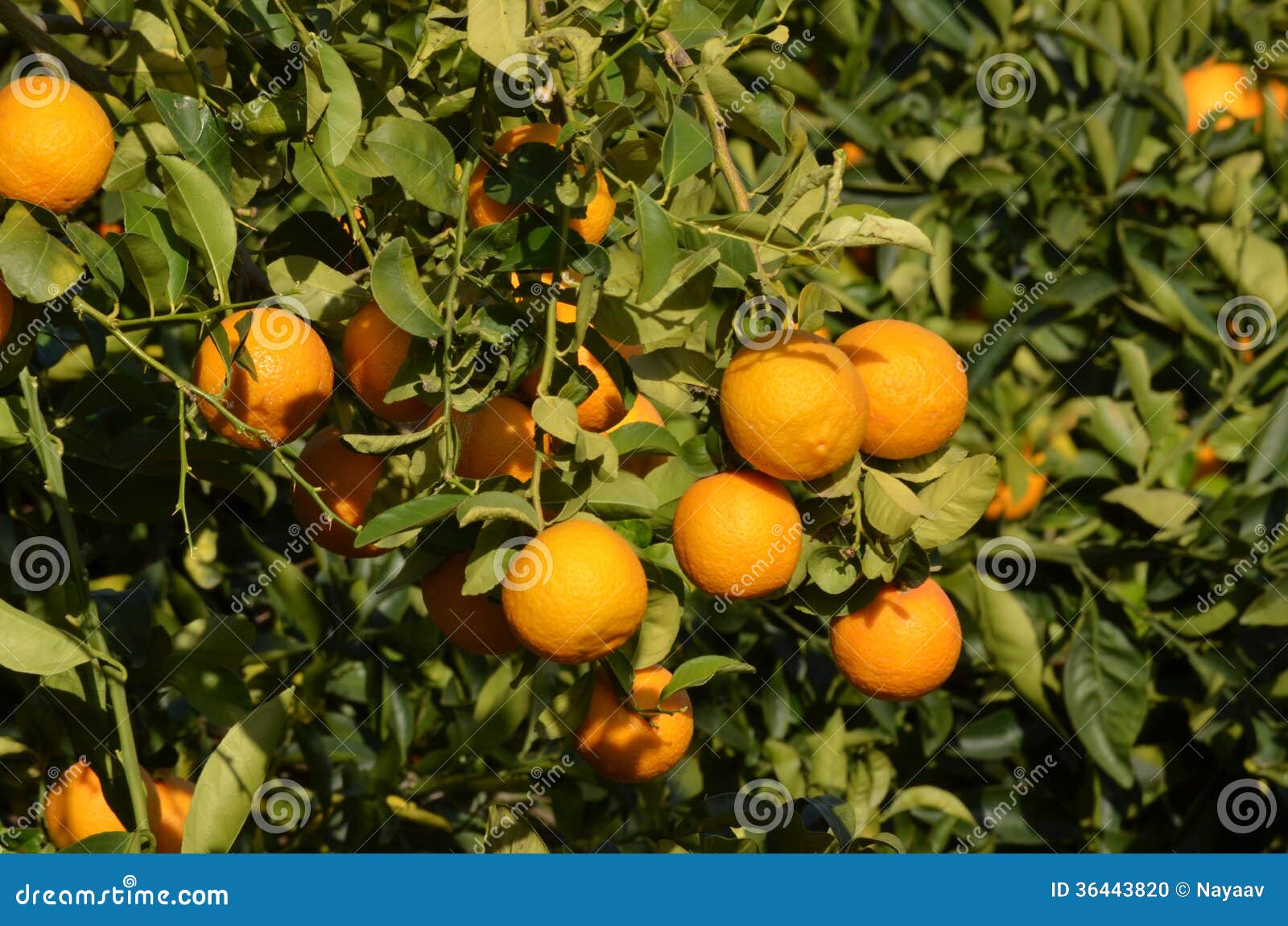 Orange tree stock photo. Image of fresh, orange, growth - 36443820