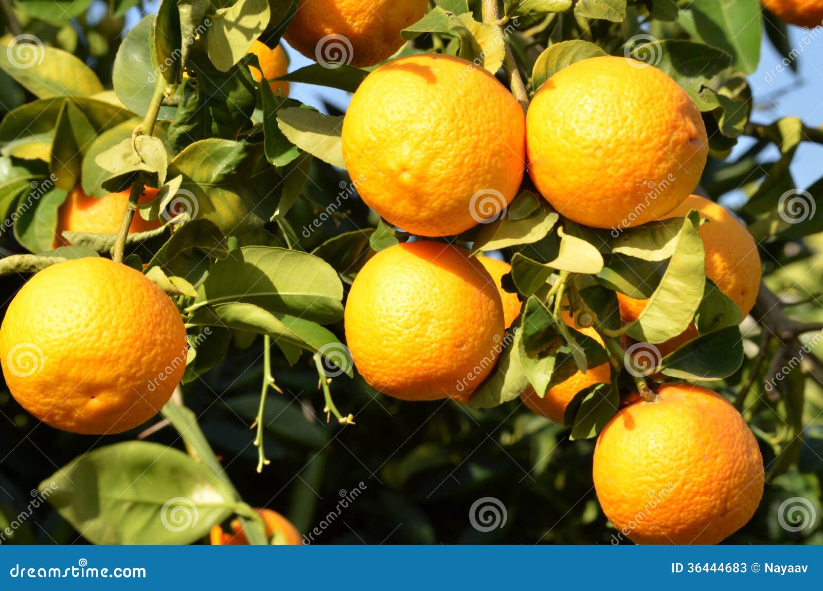 Orange tree stock image. Image of grow, color, nature - 36444683