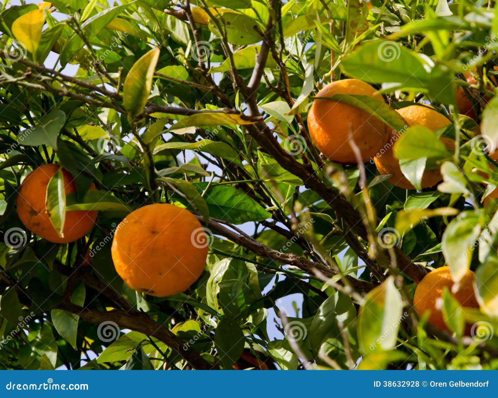 Orange tree stock photo. Image of nature, ripe, color - 38632928