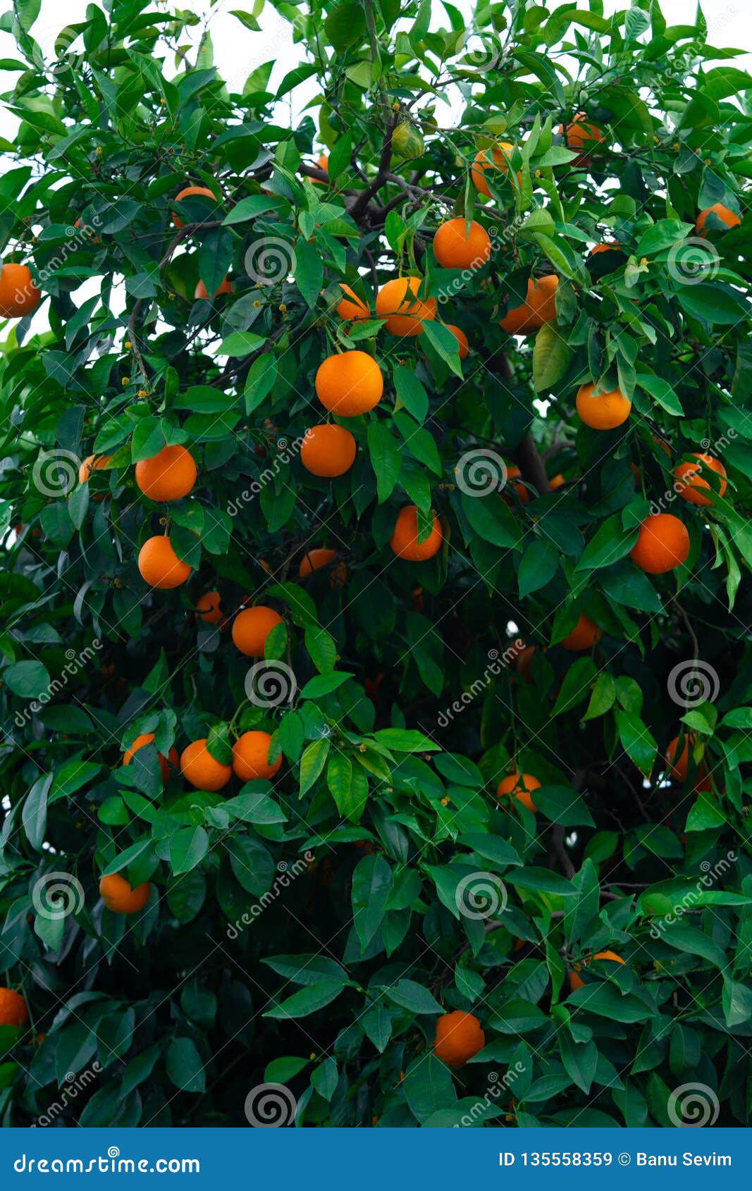 Orange tree and oranges stock image. Image of grove - 135558359