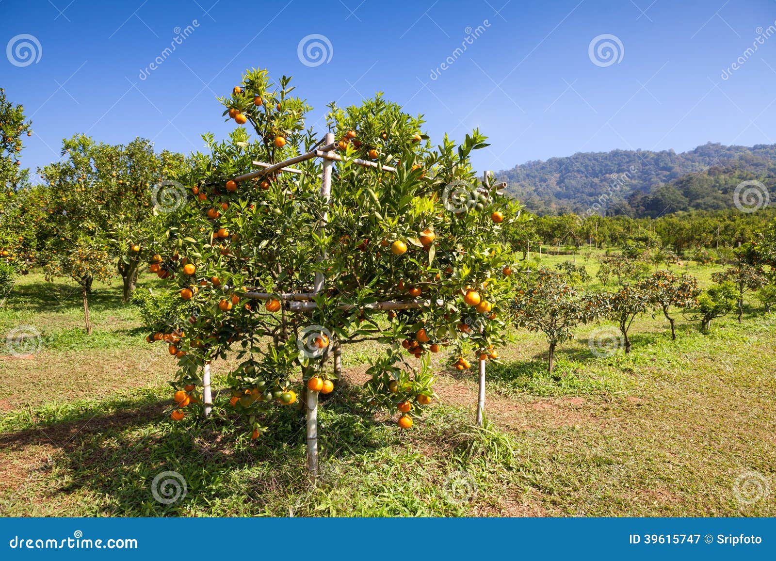 Orange tree stock image. Image of fresh, branch, grove - 39615747