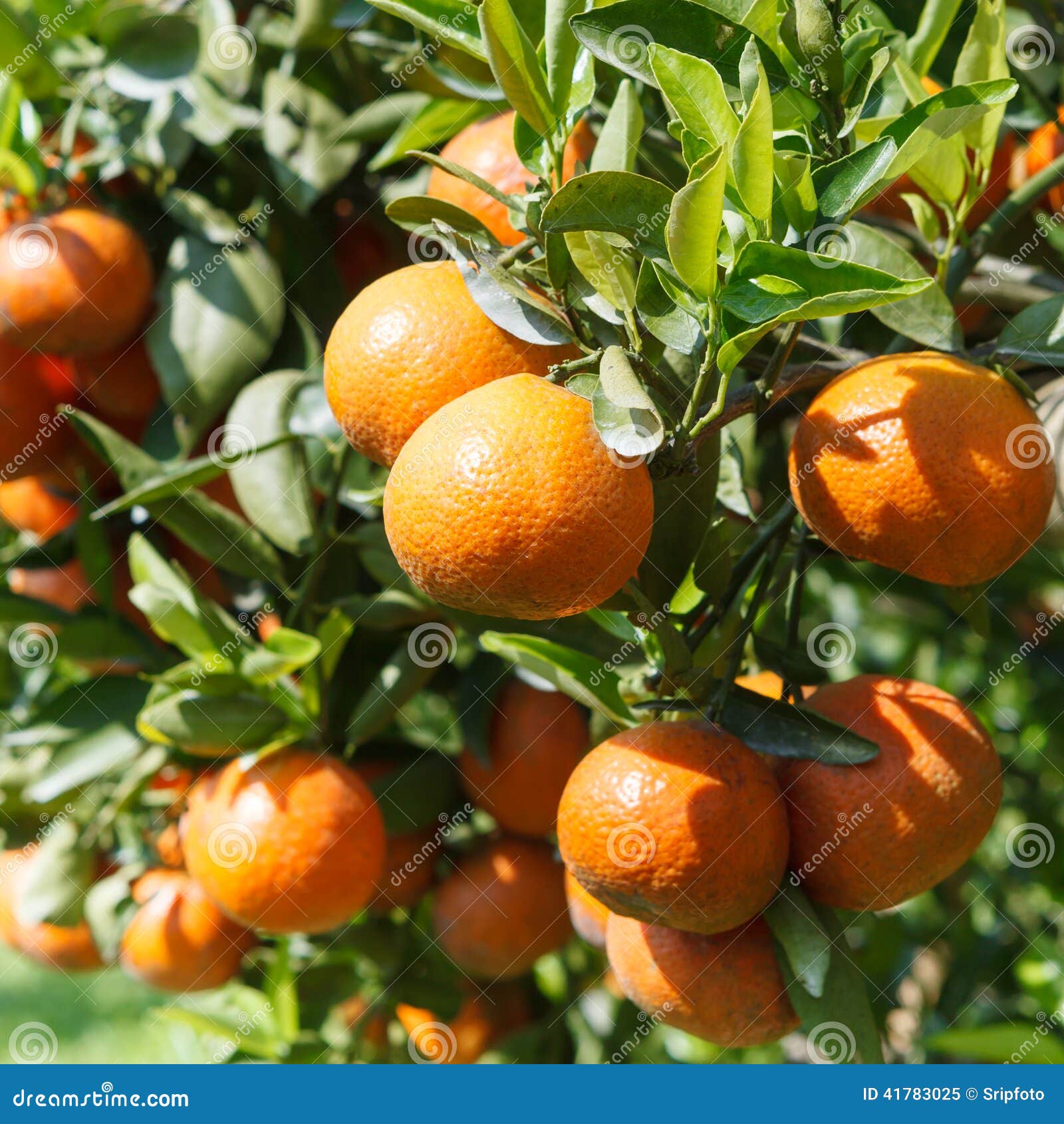 Orange tree stock image. Image of natural, healthy, nature - 41783025