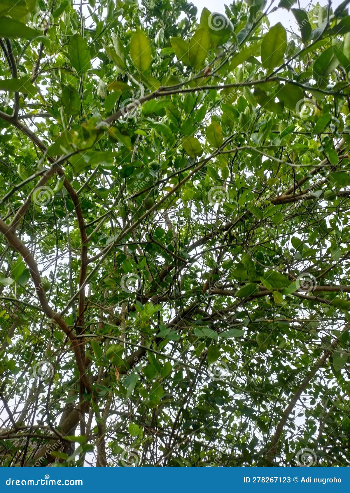 Orange Tree in the Front Yard of the House Stock Image - Image of ...