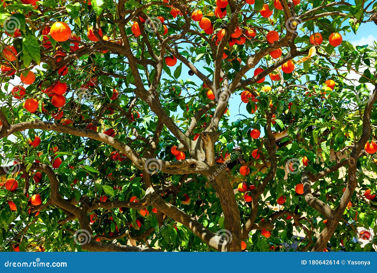 Orange Tree with Fruit at Branch Stock Photo - Image of flora, green ...