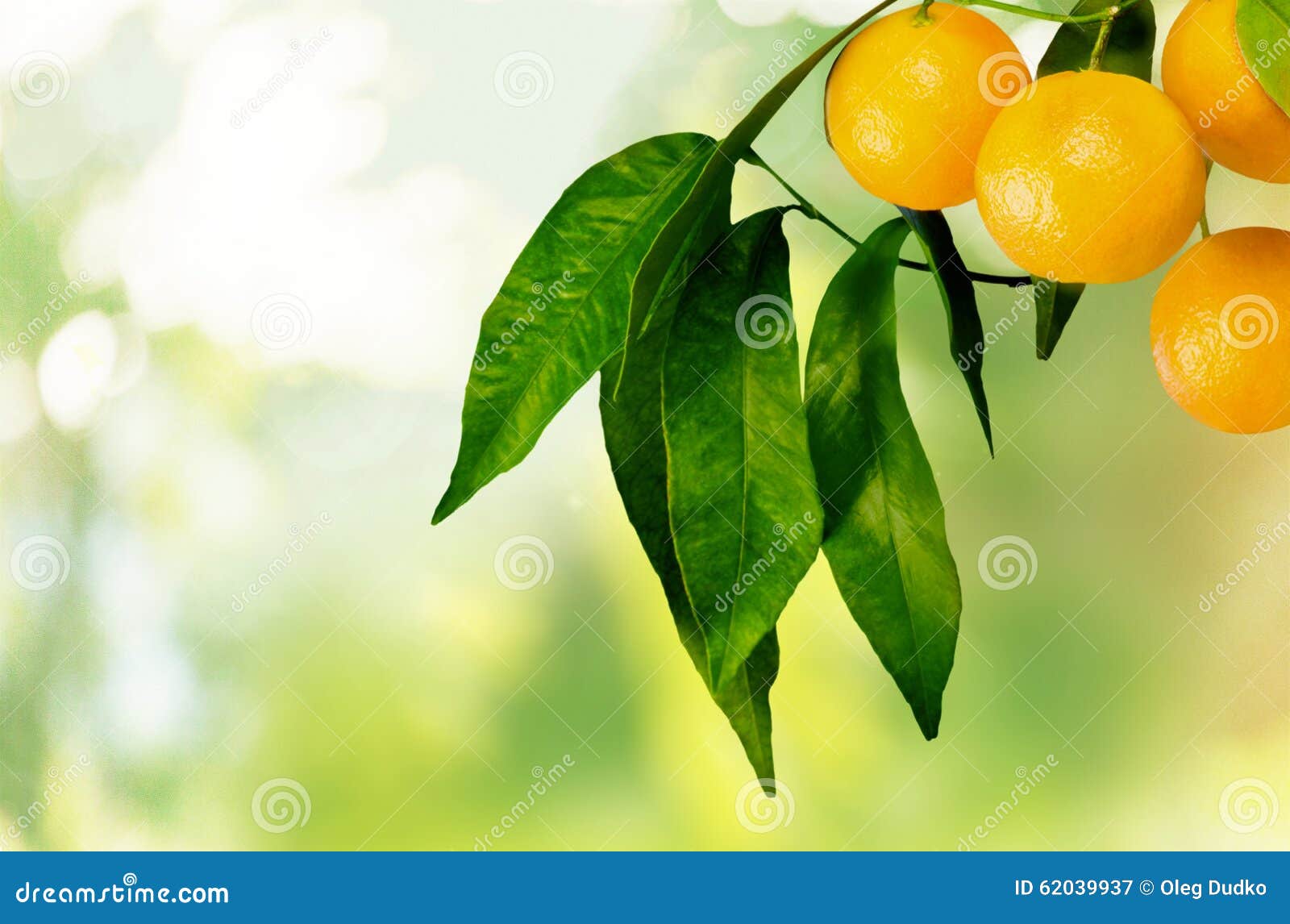 Orange Tree stock image. Image of orange, fruit, green - 62039937