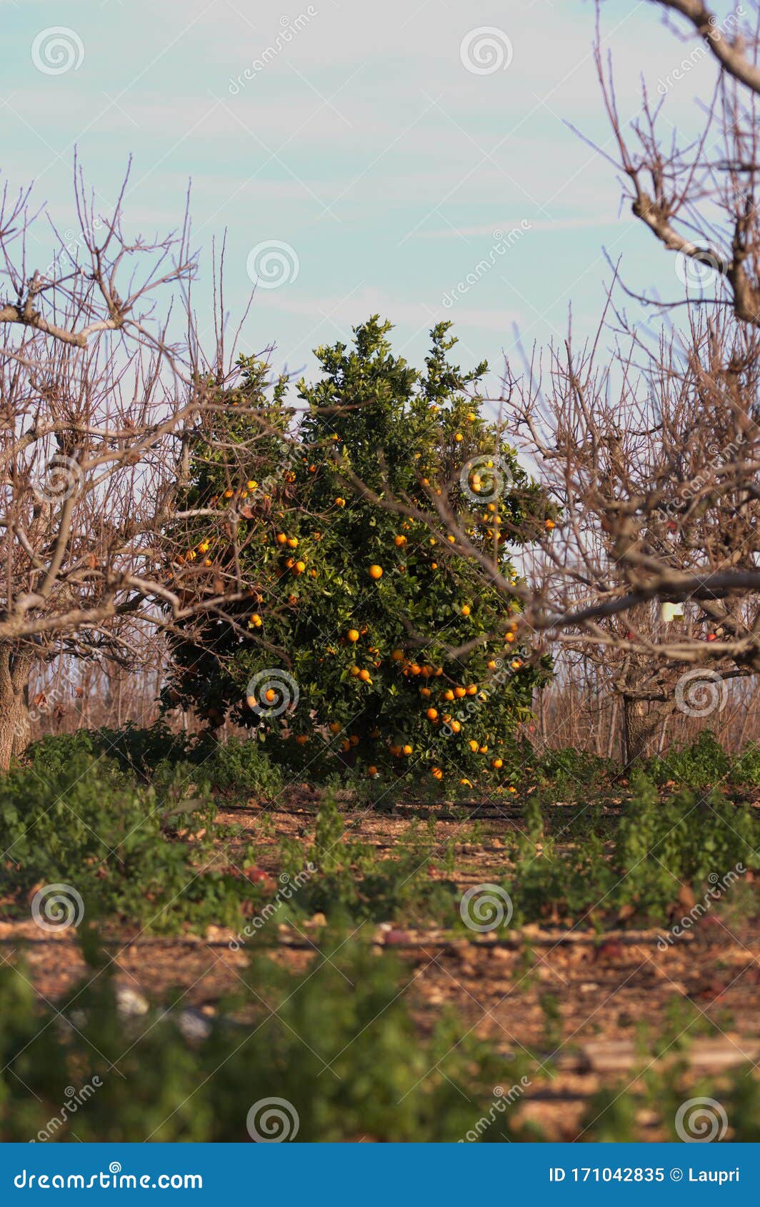 Orange Tree with Fruit in a Crop Field Stock Image - Image of farmers ...