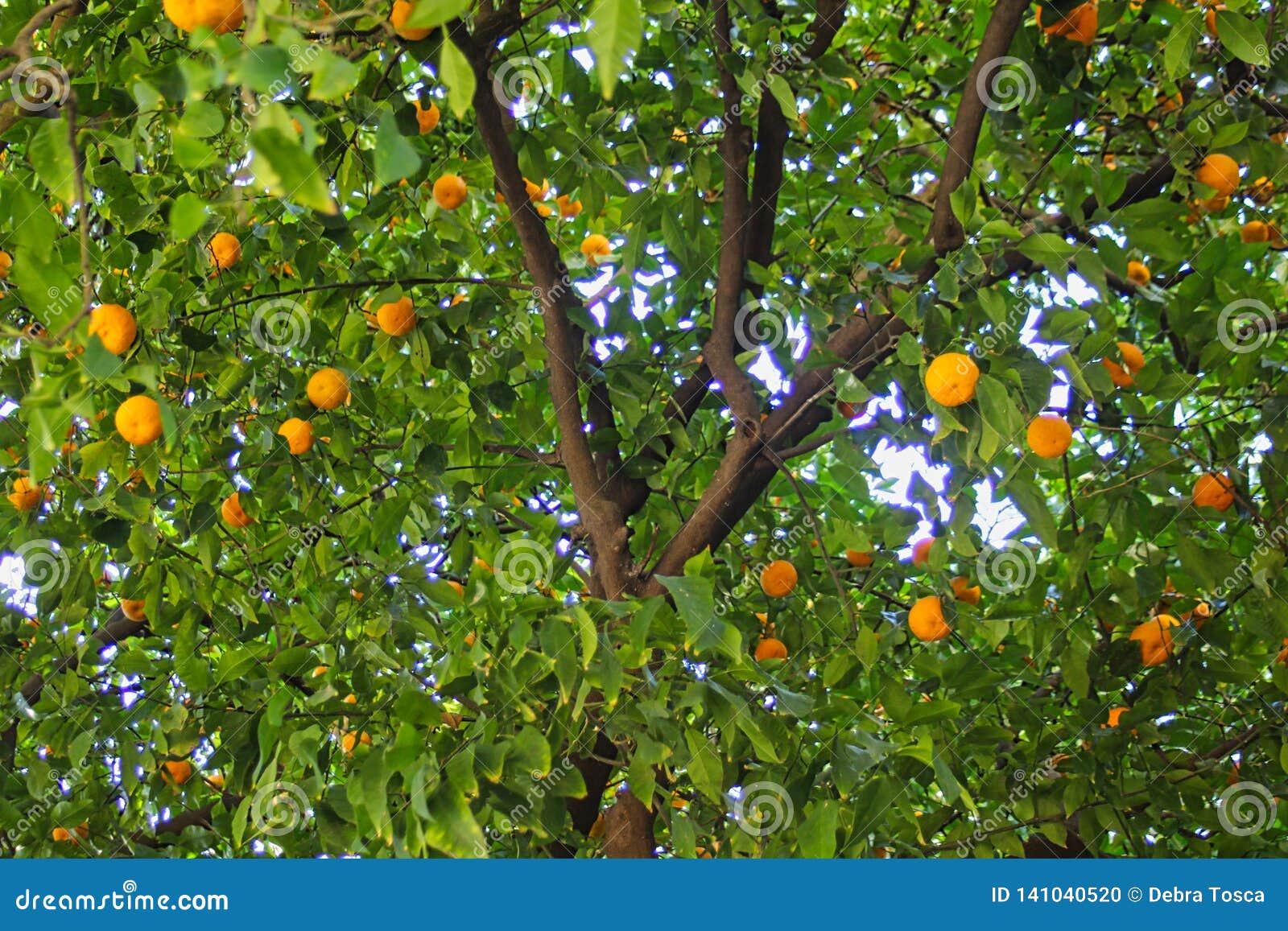 Orange Tree fruit stock photo. Image of tree, plentiful - 141040520