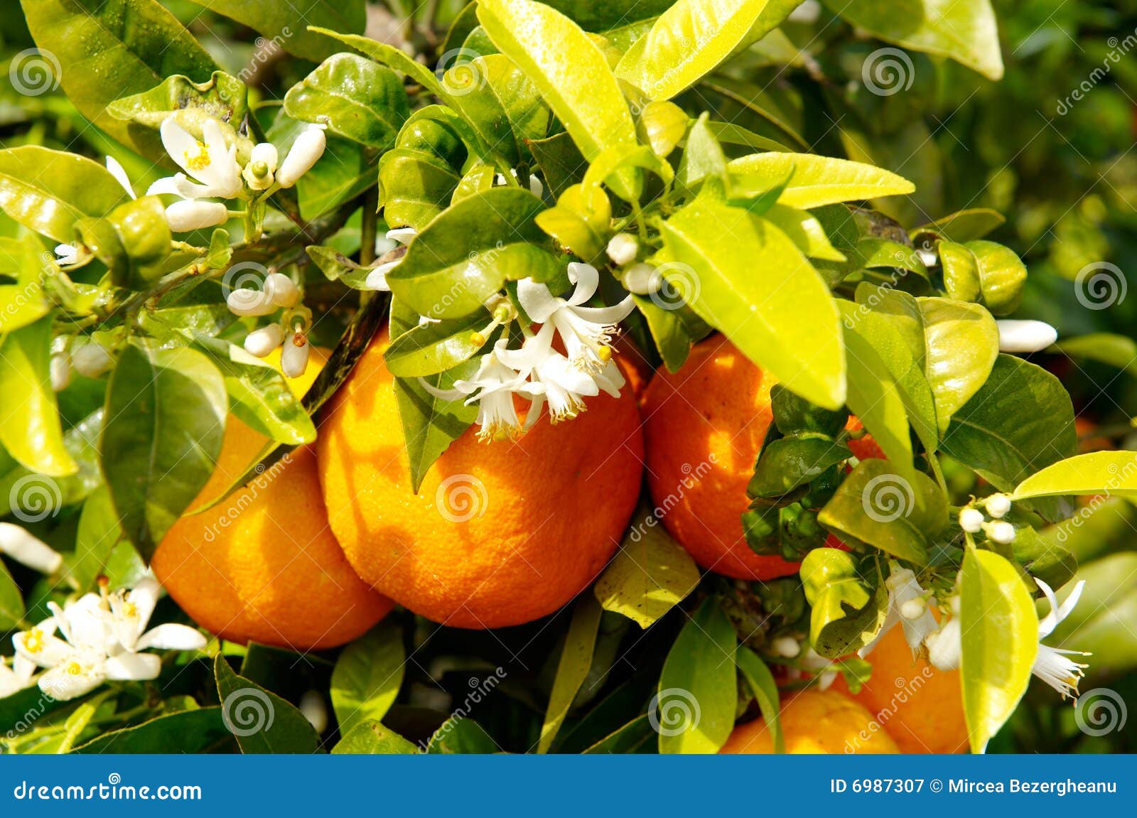 Orange Tree with Fruits and Flowers Stock Image - Image of juicy, sunny ...