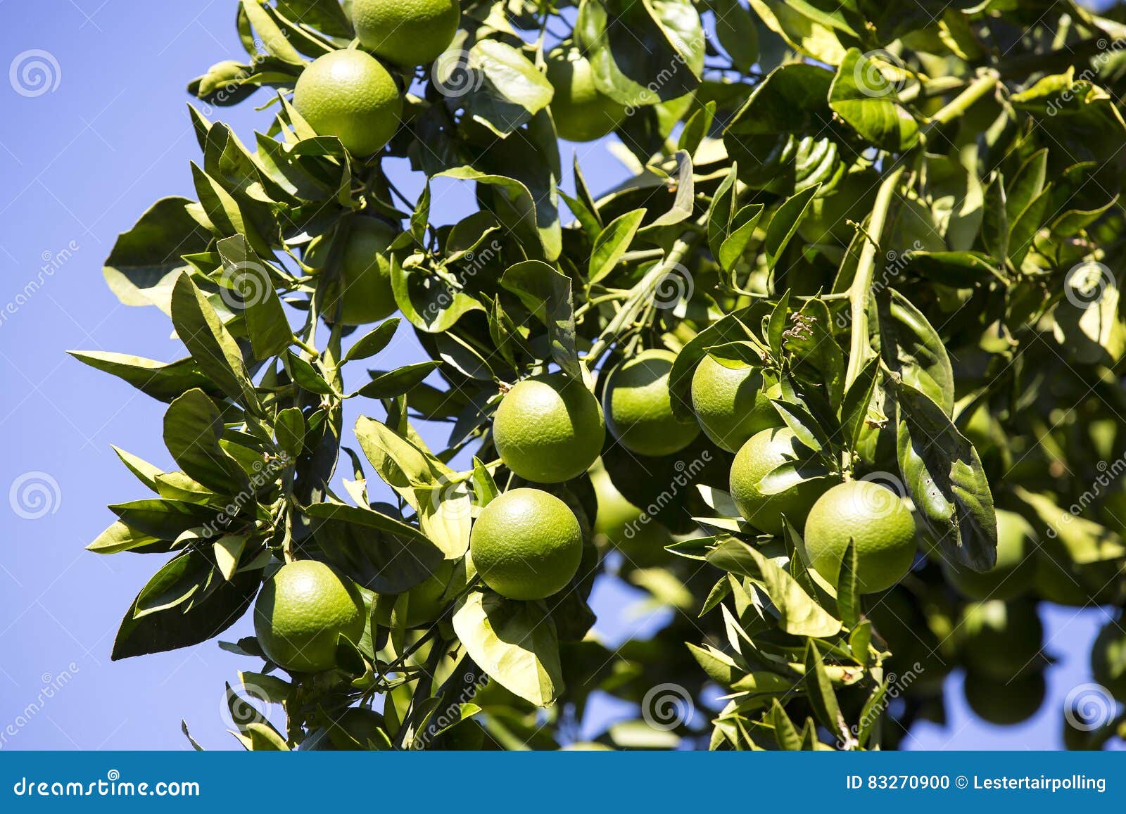 Orange Tree with Fruits Ripen Stock Photo - Image of fingers, citrus ...