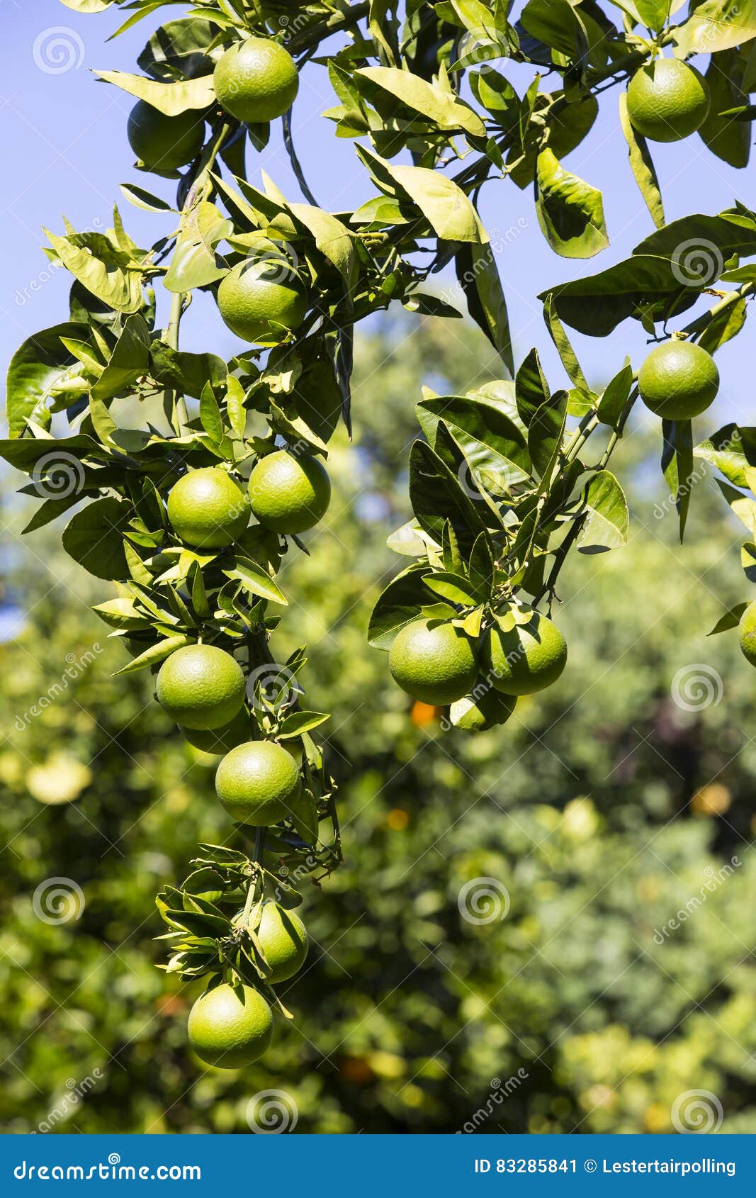 Orange Tree with Fruits Ripen Stock Image - Image of fresh, green: 83285841