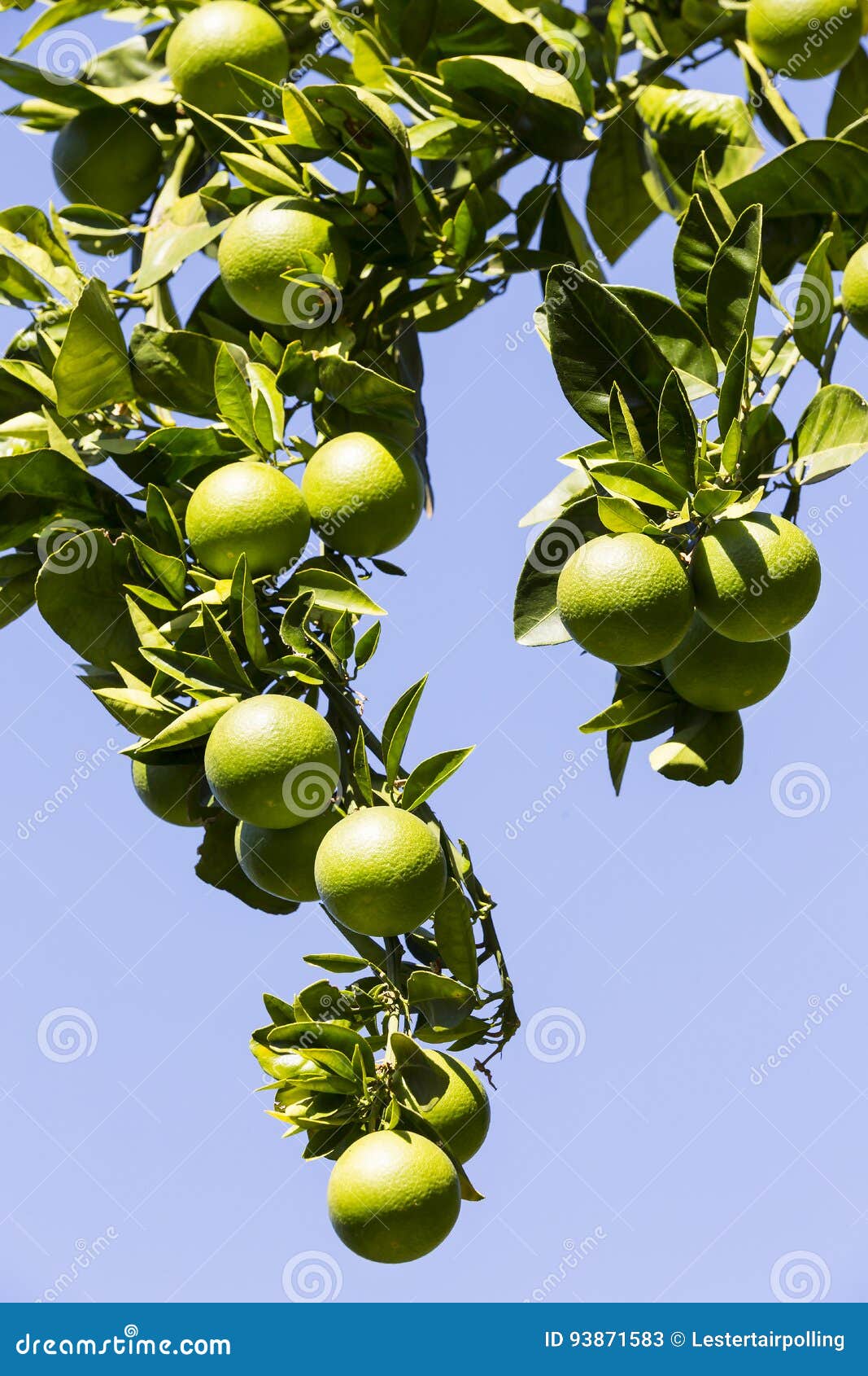 Orange Tree with Fruits Ripen Stock Image - Image of color, fruits ...