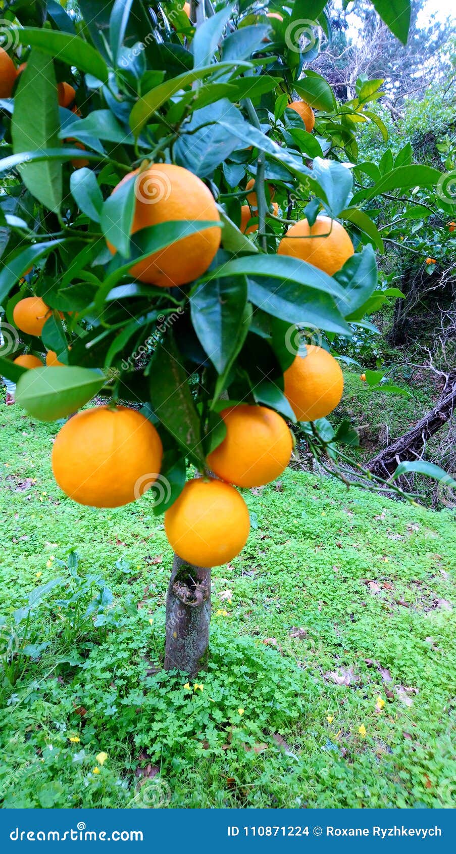 Orange stock photo. Image of tree, full, orange, colorxperia - 110871224