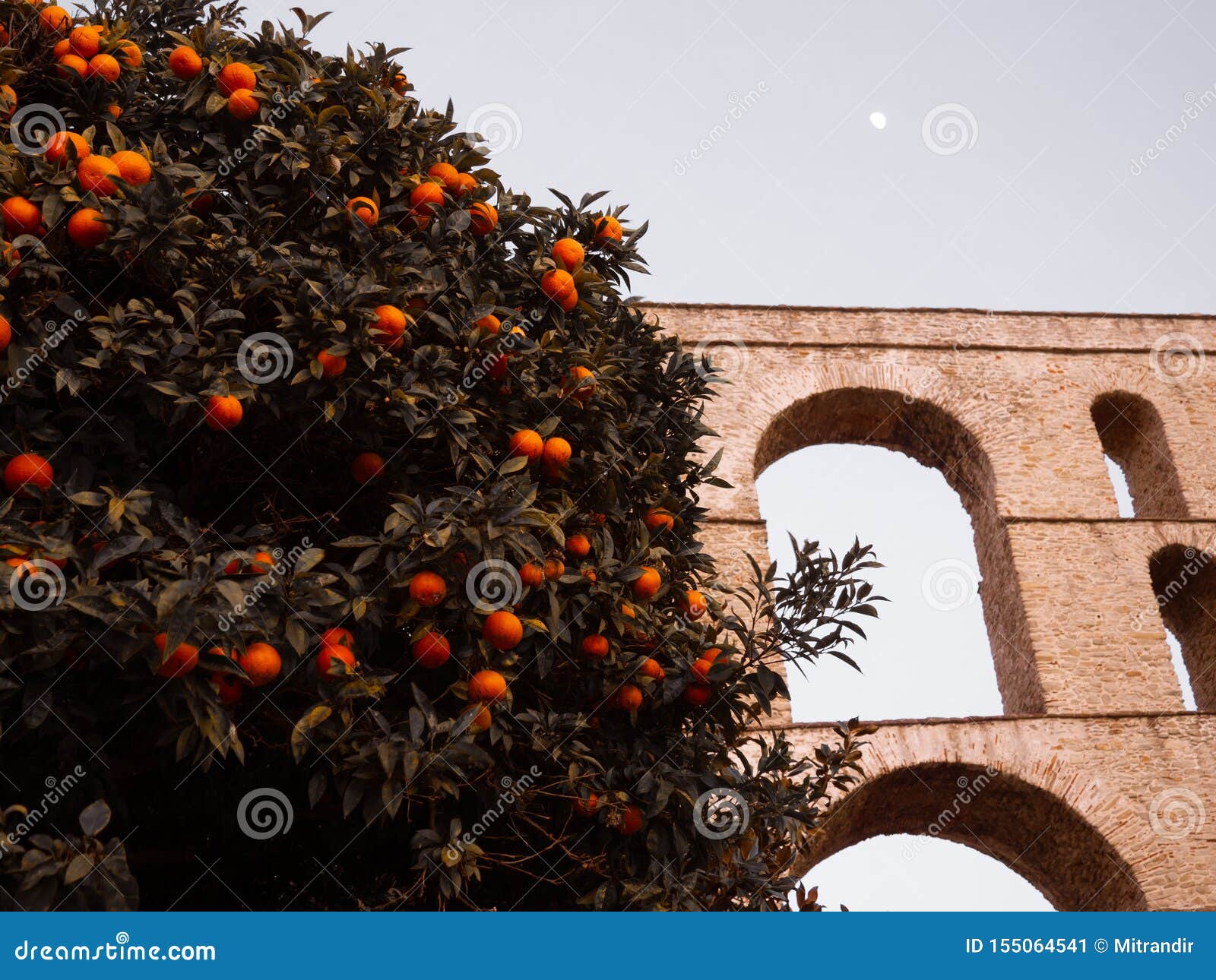 Orange Tree Full of Fruit in Front of Ancient Roman Aqueduct Stock ...
