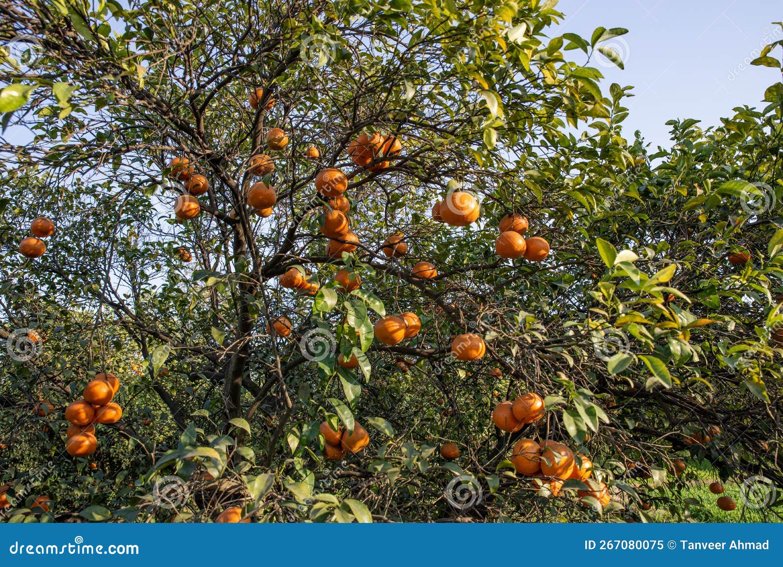 Orange Tree Full of Juicy Oranges in Winter Daylight Scene Stock Image ...