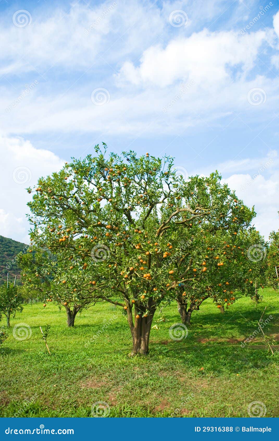 Orange Tree Full with Orange Stock Photo - Image of delicious, growing ...
