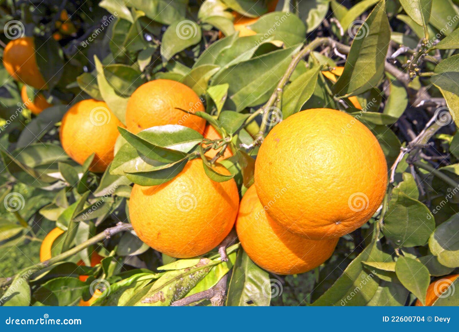 Orange Tree Full of Oranges Stock Photo - Image of juice, healthy: 22600704