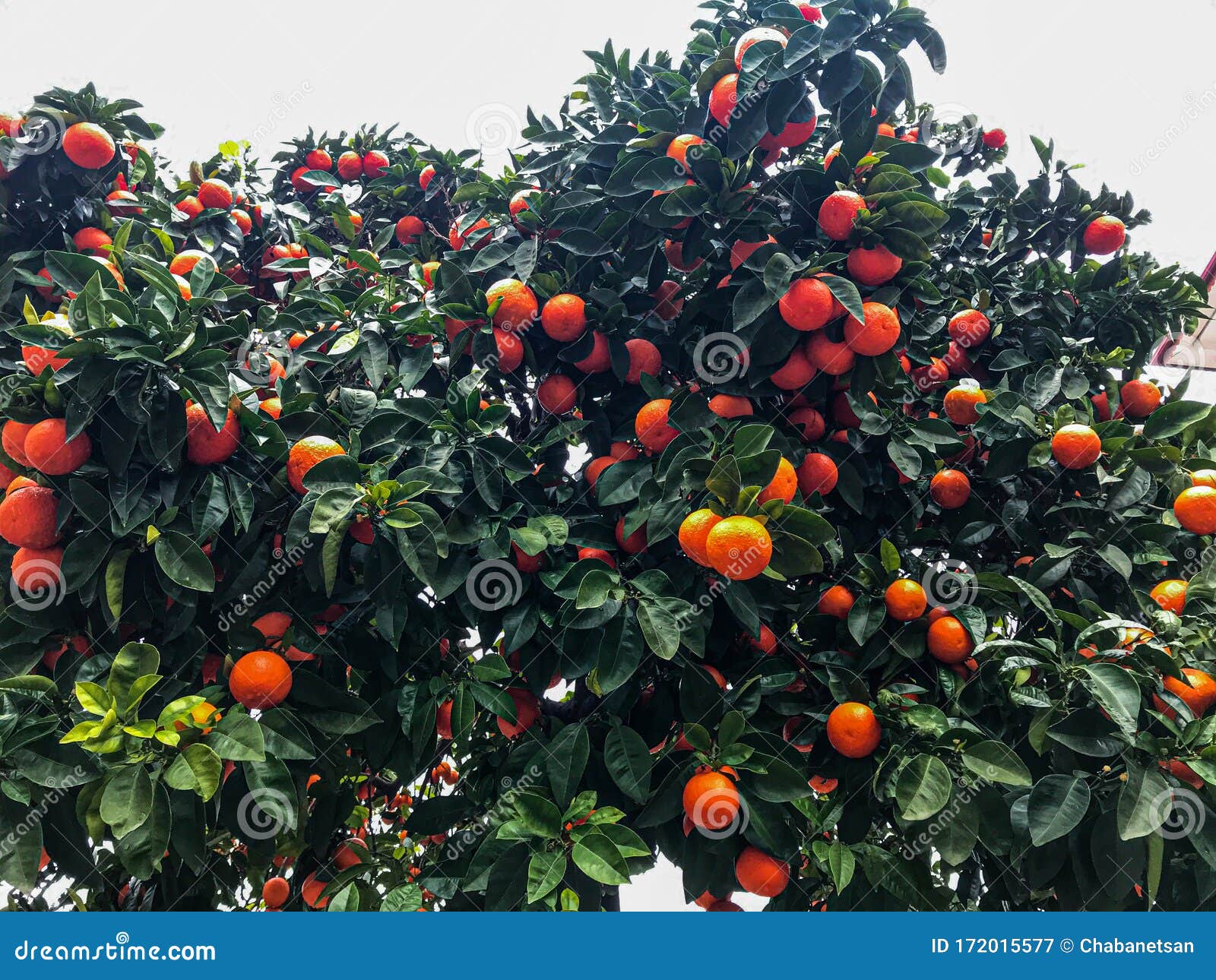 Orange Tree Full of Oranges. Interesting View of Abundant Tree Stock ...